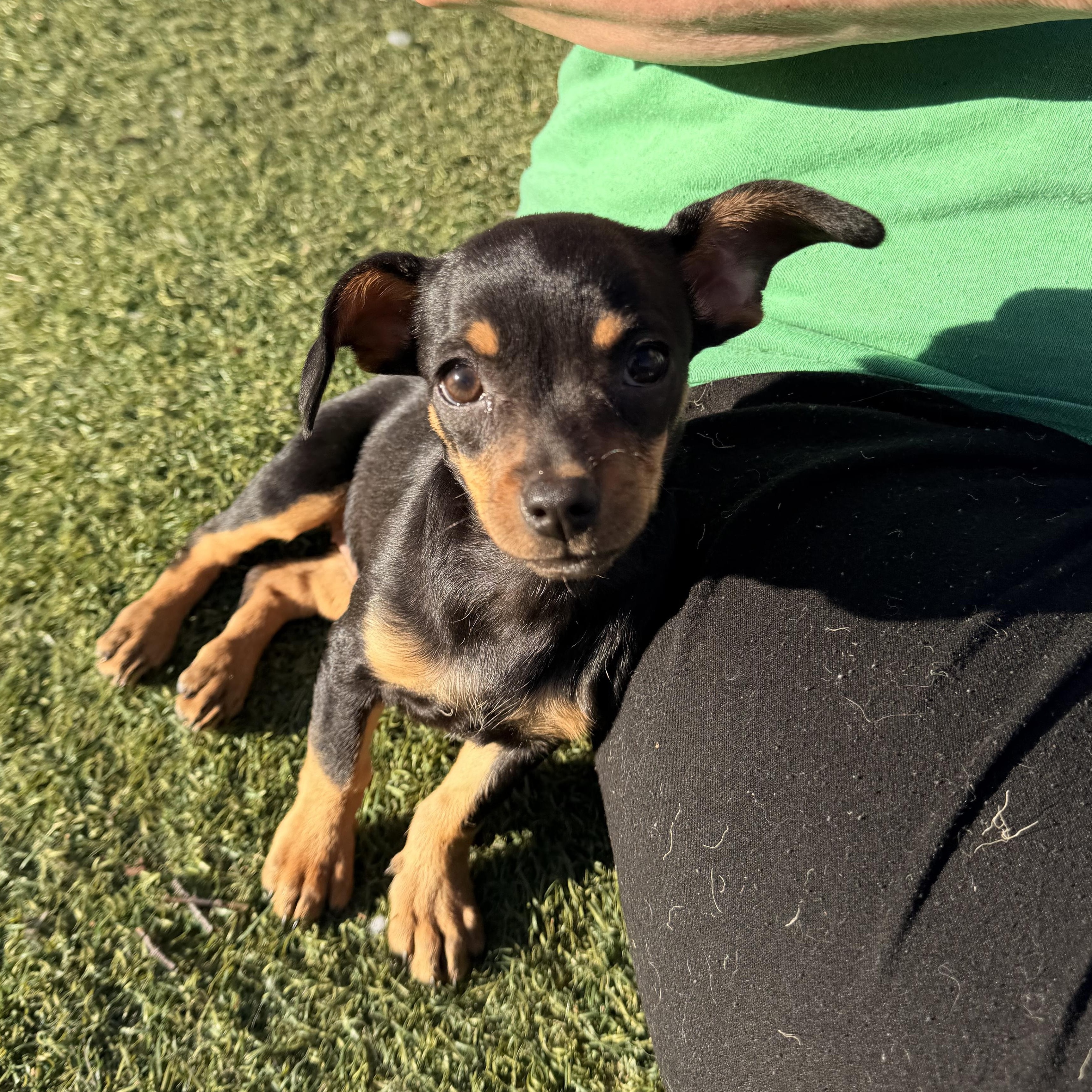Pepperoni - The Pizza Litter - Adoptable Pet | Petfinder | Petfinder