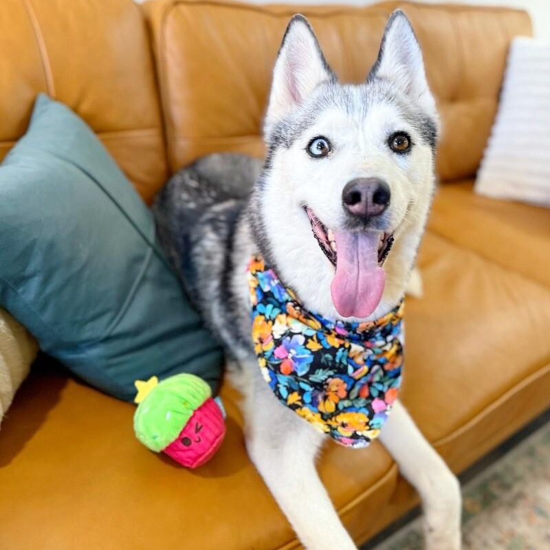 Dog for adoption - Lala Lovey Ark, a Husky & Siberian Husky Mix in ...