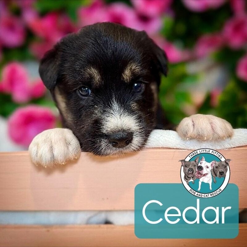 Dog for adoption - Cedar September, a Husky & Shepherd Mix in ...