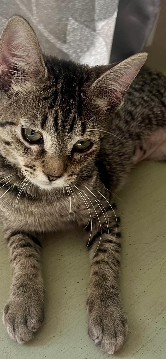 Cat for adoption - Haya, a Domestic Short Hair in Boston, MA | Petfinder