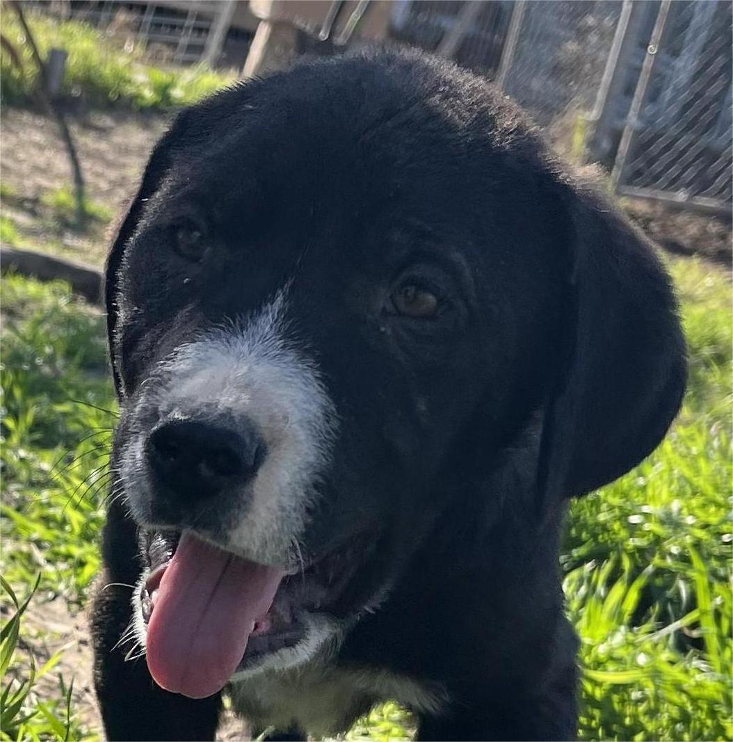 Dog for adoption - Ollie, an Anatolian Shepherd & Labrador Retriever Mix in Brattleboro, VT ...