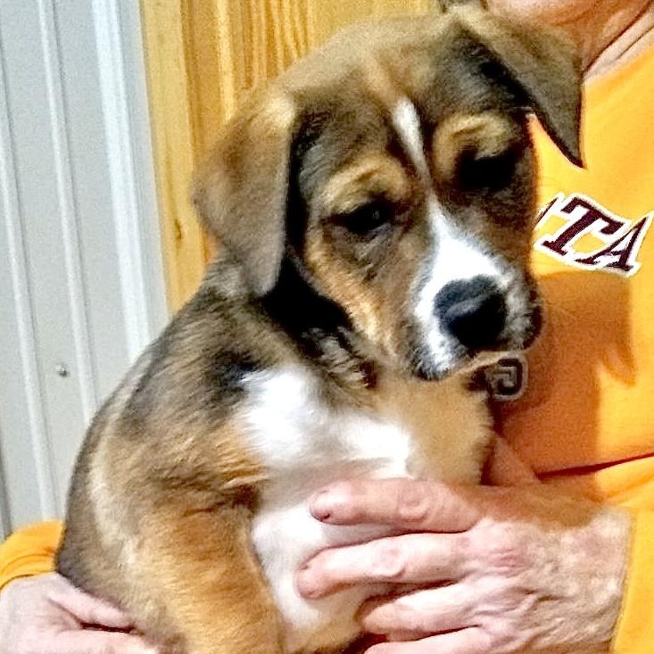 Dog for adoption - Caramel, a Boxer & Labrador Retriever Mix in ...