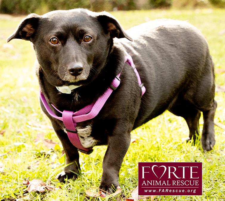 Dog for adoption - Drea, a Corgi & Labrador Retriever Mix in Marina Del ...