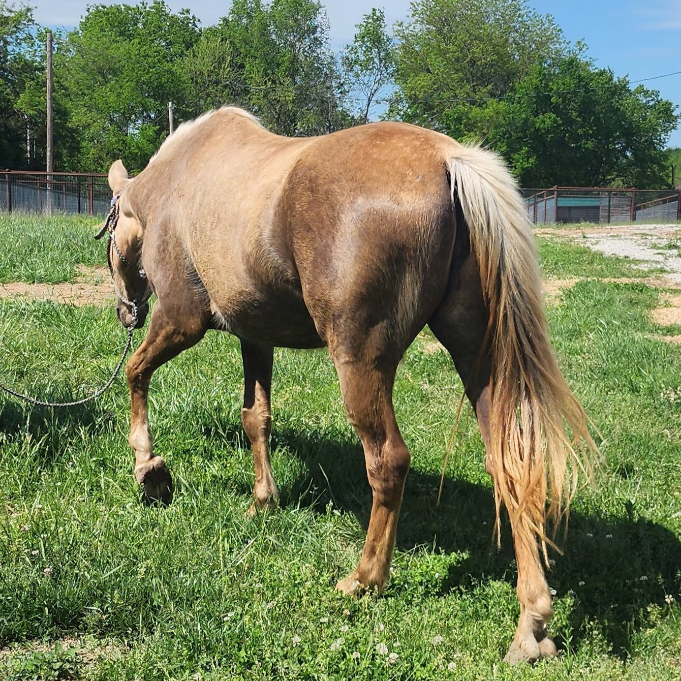 Horse for adoption - Corazón, a Mustang Mix in Willard, MO | Petfinder