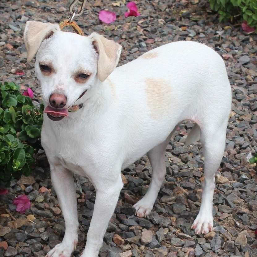 Dog for adoption - Jo-Zee, a Rat Terrier Mix in Gilbert, AZ | Petfinder