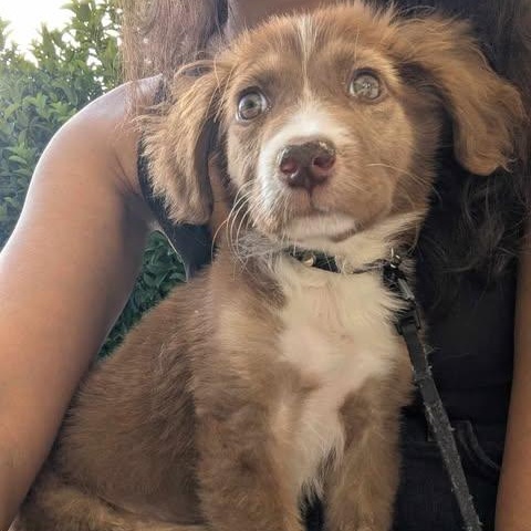 Dog for adoption - Lorax, a Mixed Breed in Wando, SC | Petfinder