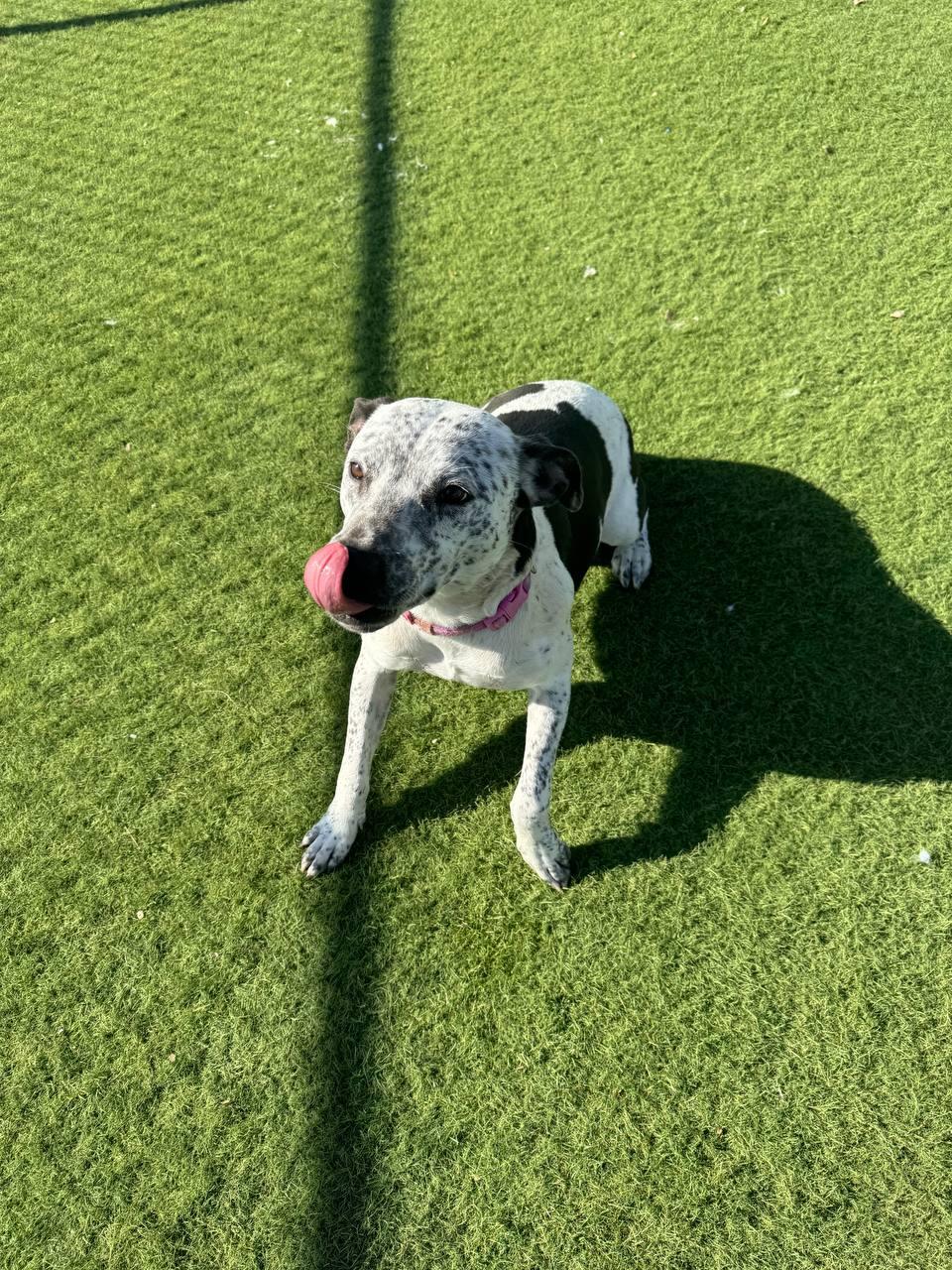 Dog for adoption - FOXFIRE (Available March 28,2025), an Australian ...