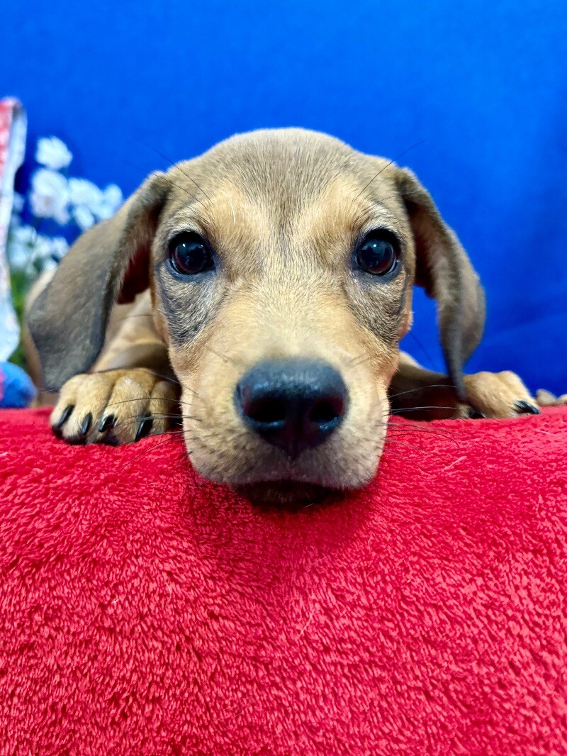 Dog for adoption - Kira Dalton, a Labrador Retriever & Pit Bull Terrier ...