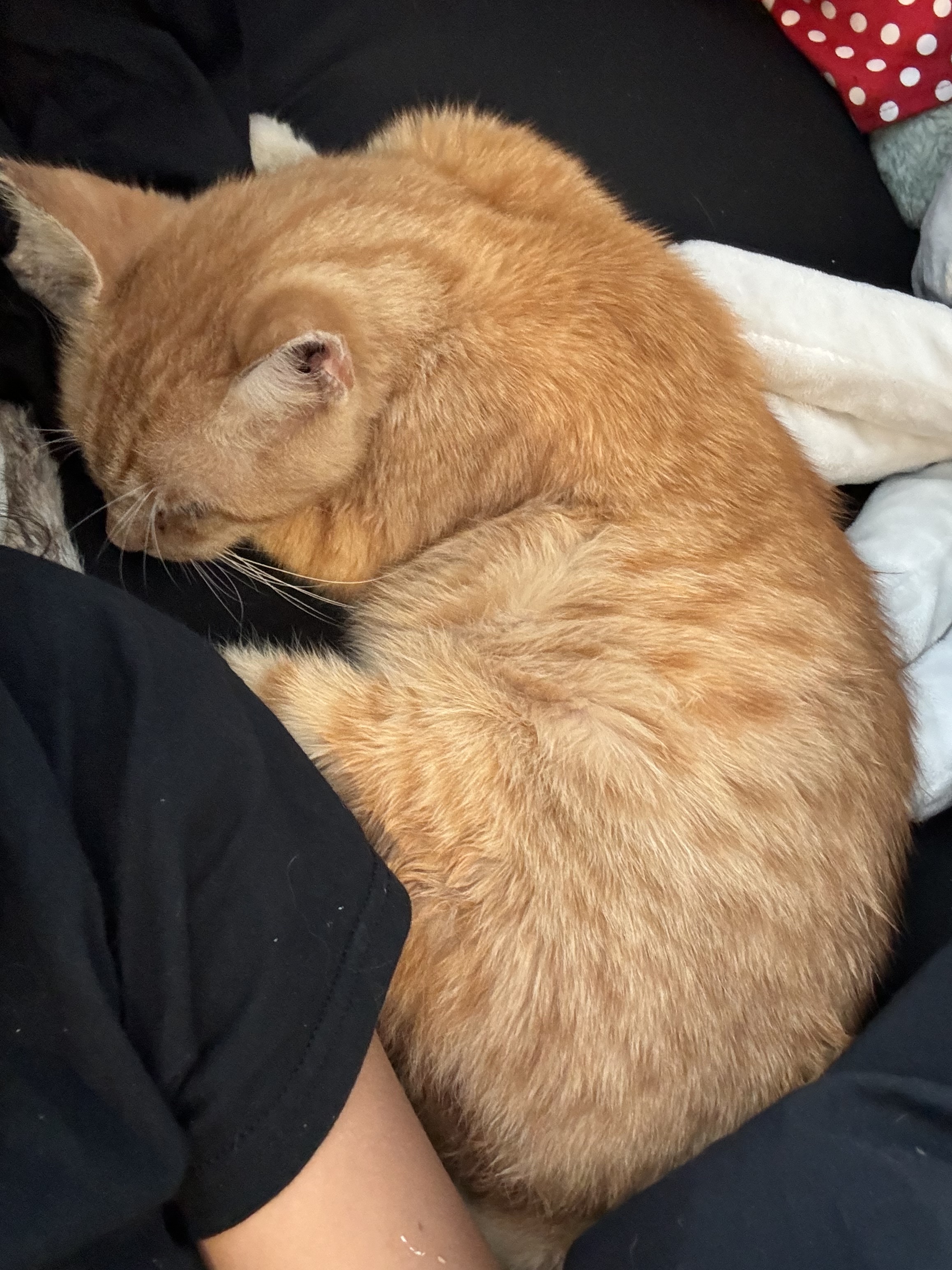 Cat for adoption - Cocky, a Domestic Short Hair Mix in West Chester, PA ...