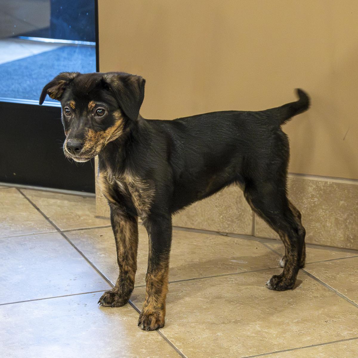 Dog for adoption - Ripley, a Hound Mix in Arlington Heights, IL | Petfinder