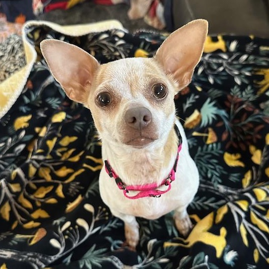 Dog for adoption - Martha, a Chihuahua in Henrietta, OH | Petfinder