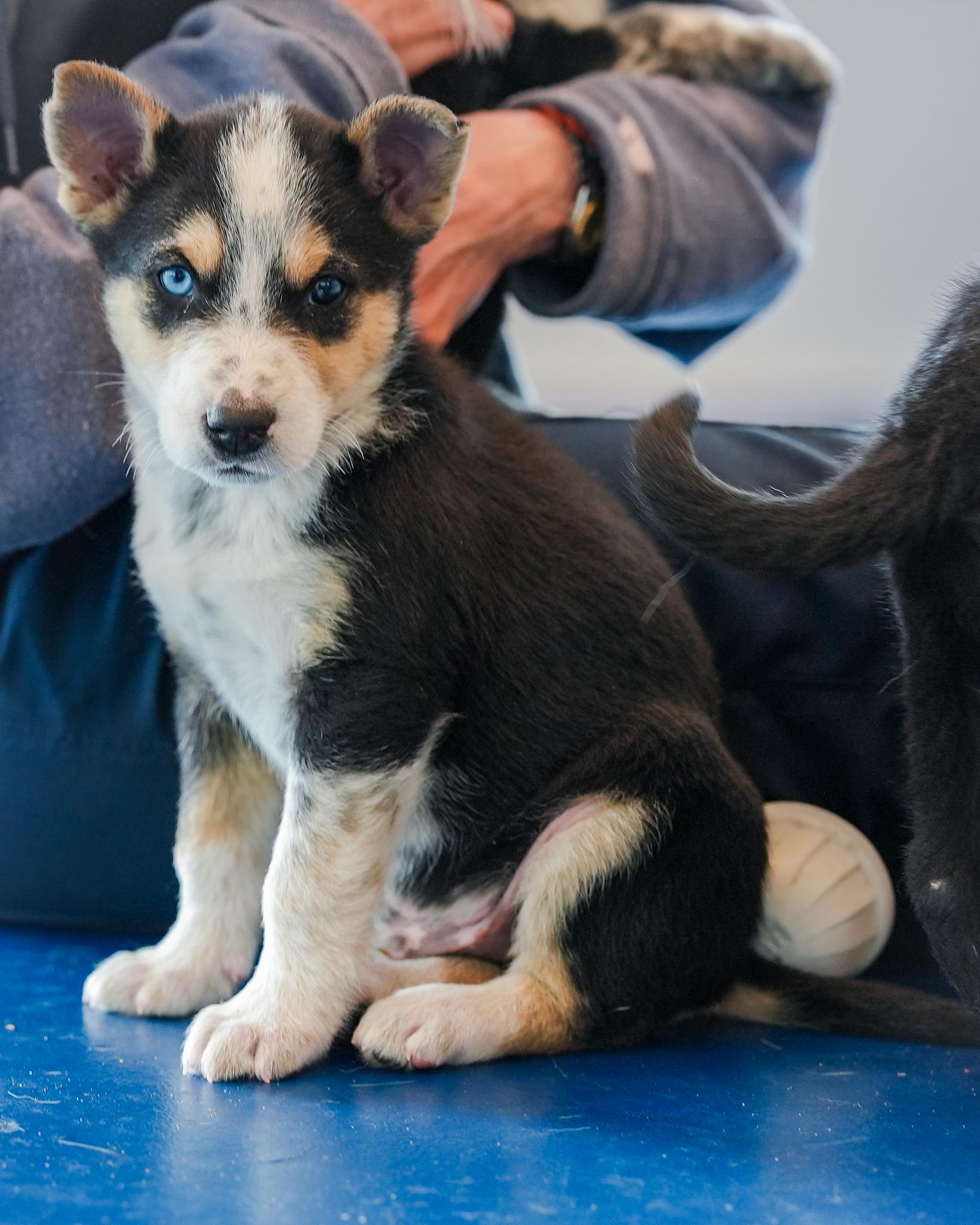 Dog for adoption - Cappuccino, an Australian Cattle Dog / Blue Heeler ...