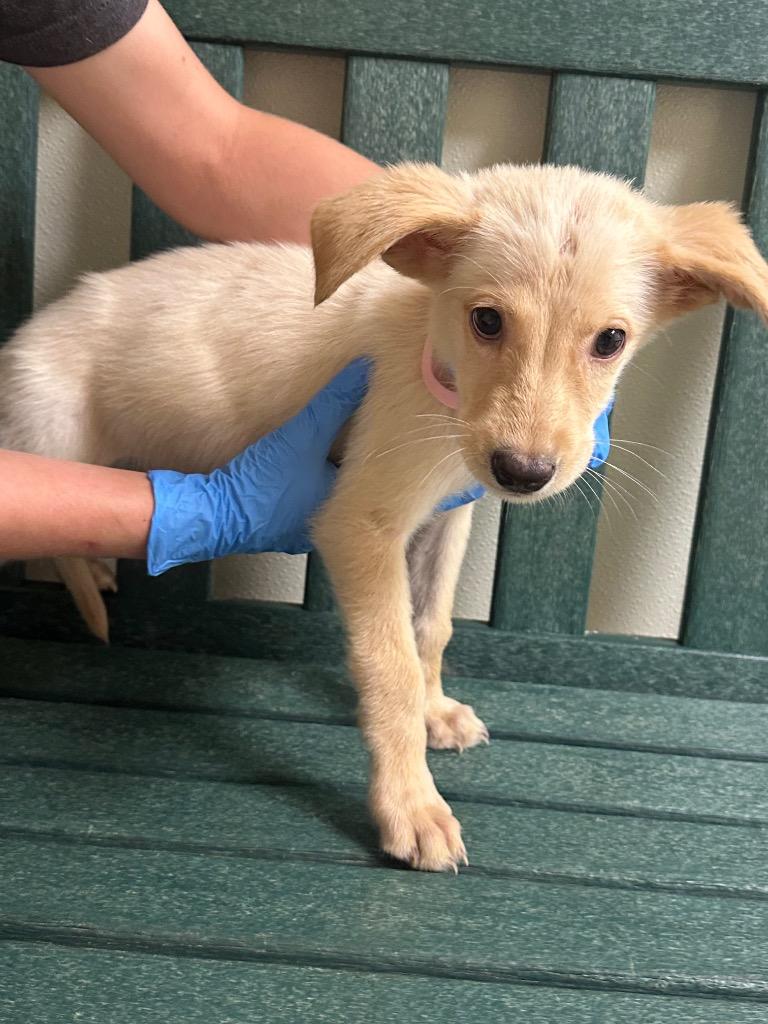 Dog for adoption - Layken, a German Shepherd Dog Mix in Myerstown, PA ...