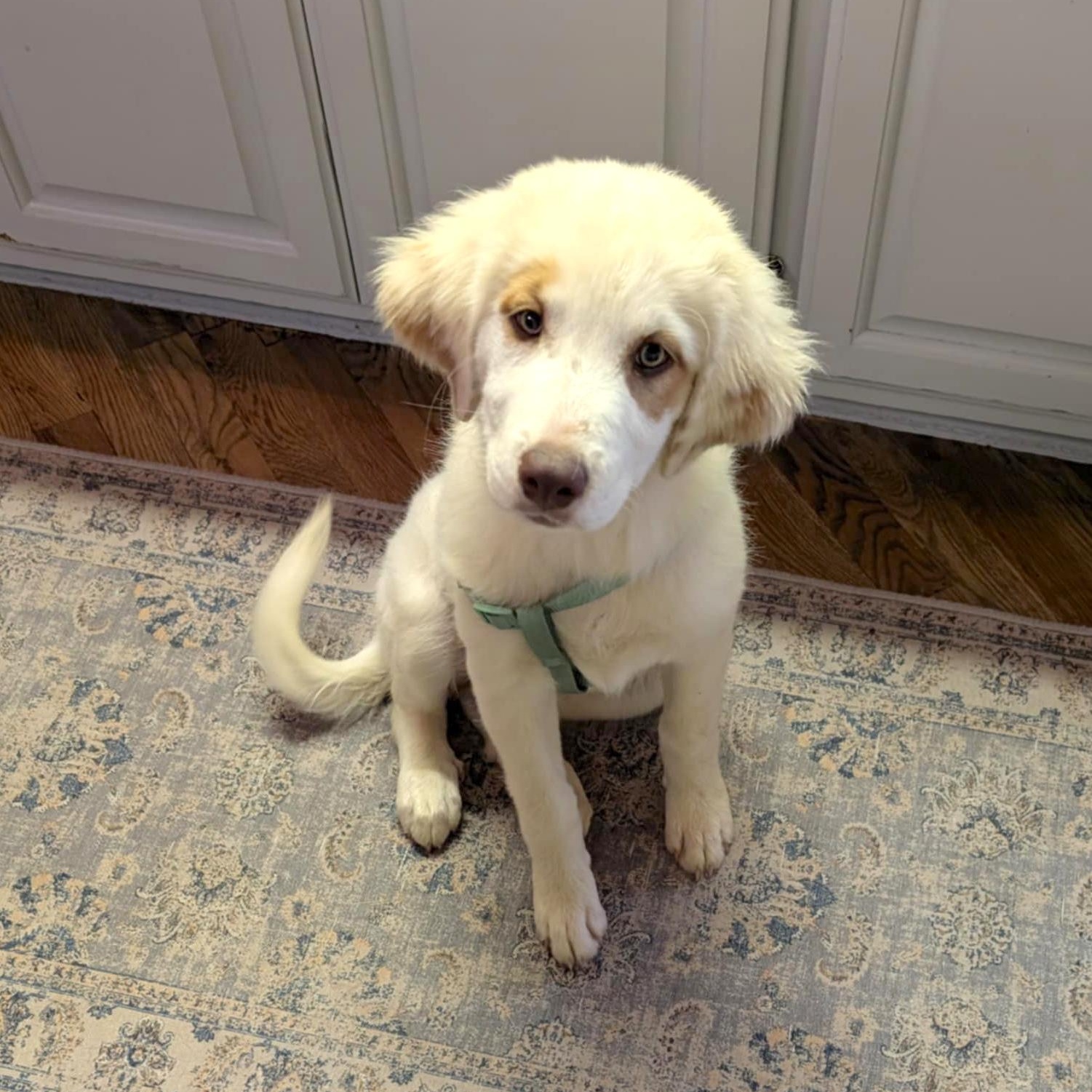 Dog for adoption - Faye, a Great Pyrenees & Brittany Spaniel Mix in ...