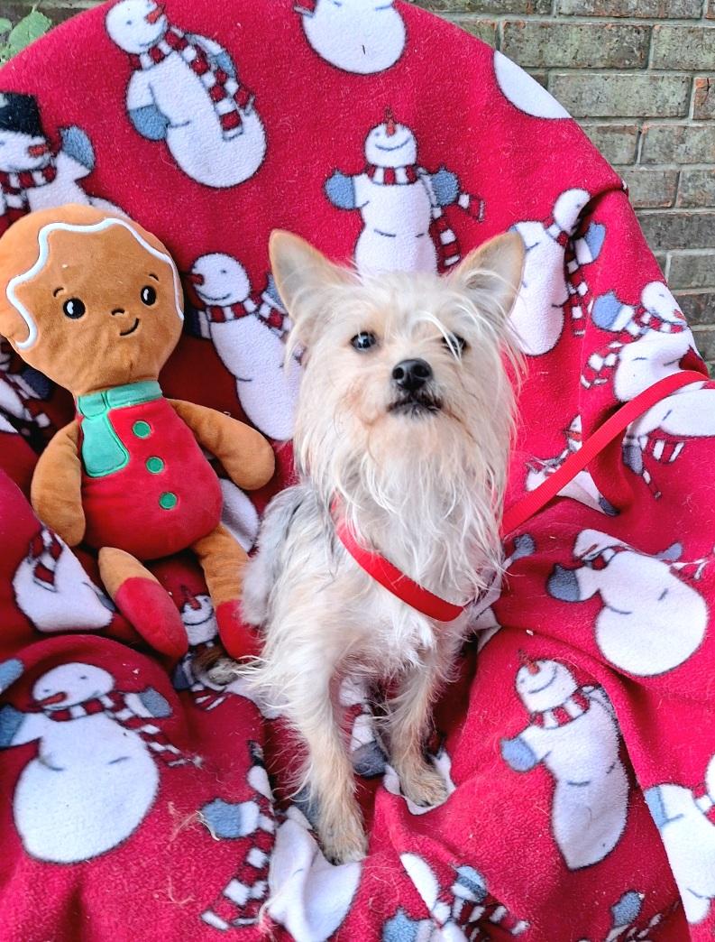 Dog for adoption - Badaro BR13641-T, a Yorkshire Terrier Mix in Burlington, WA | Petfinder