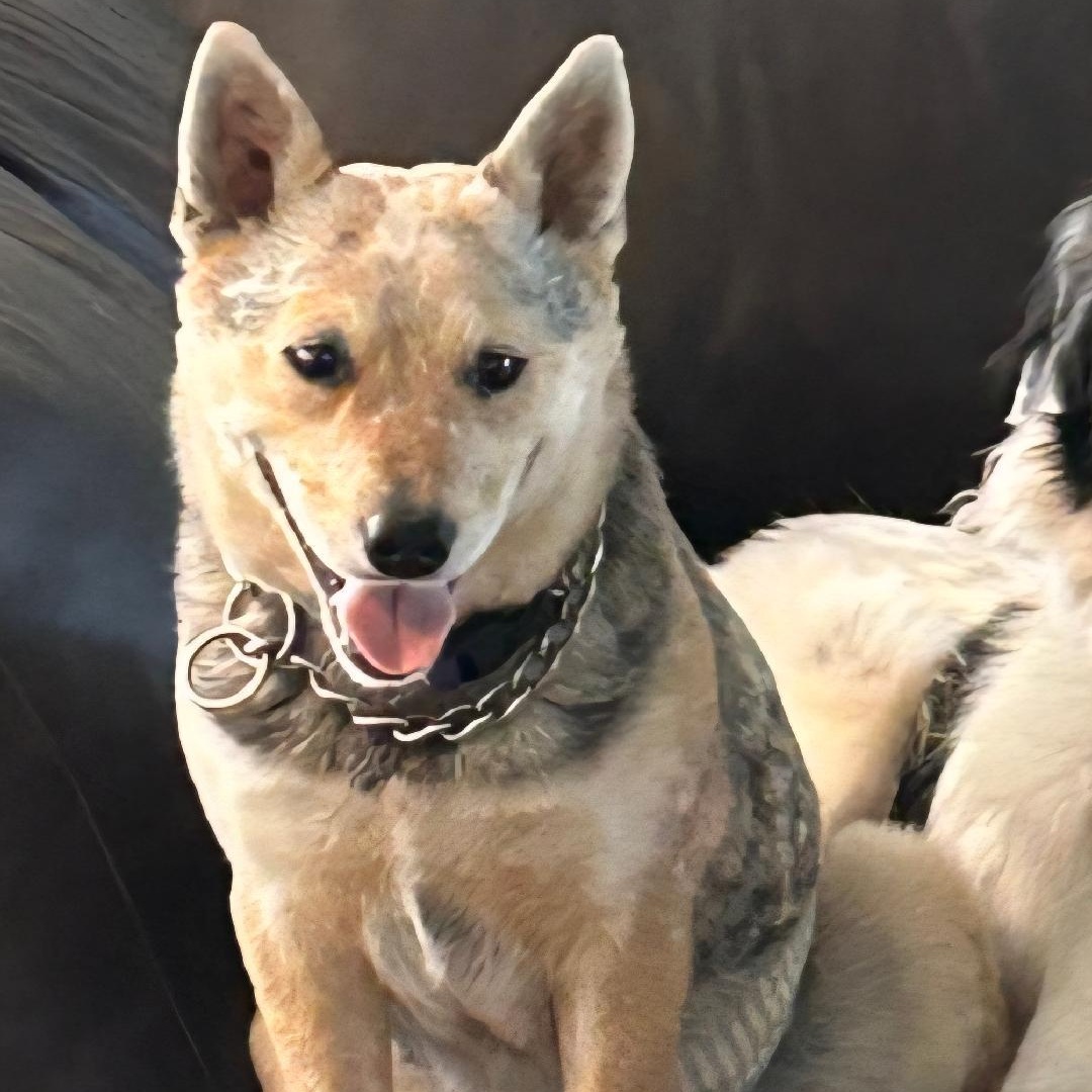 Dog for adoption - WAYLON, an Australian Cattle Dog / Blue Heeler in Louisville, KY | Petfinder