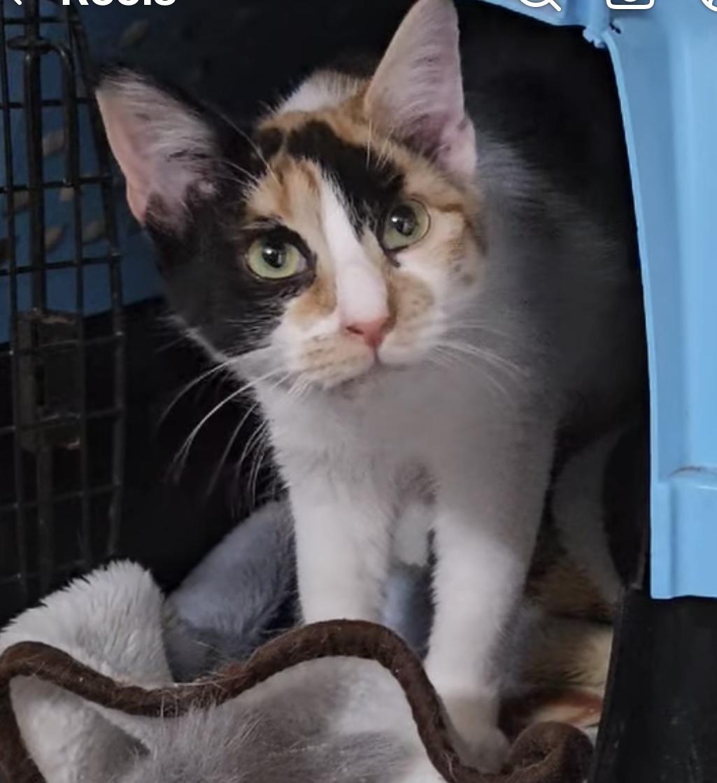 Kristi - Adoptable Pet | Petfinder | Petfinder