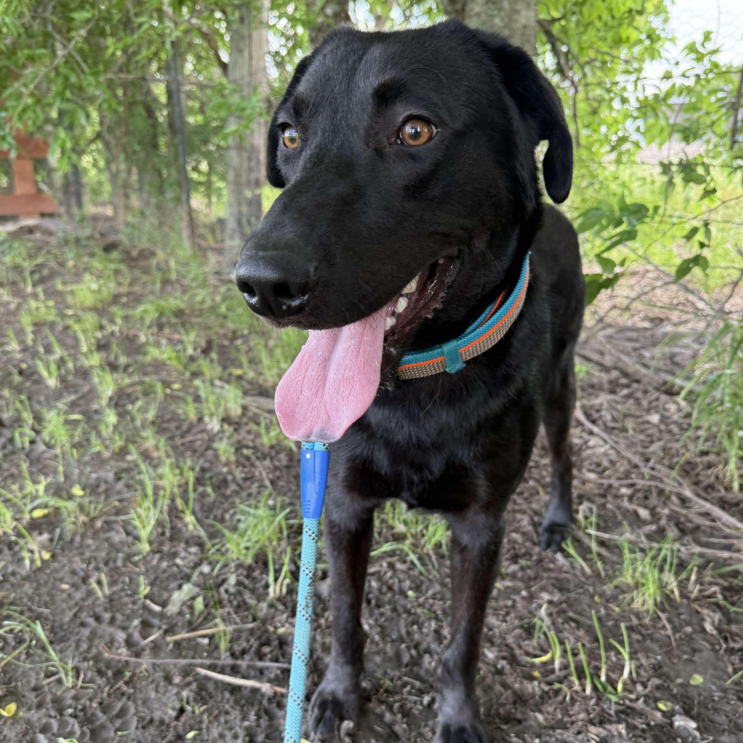 Dog for adoption - Pepe, a Black Labrador Retriever Mix in Buffalo, NY ...
