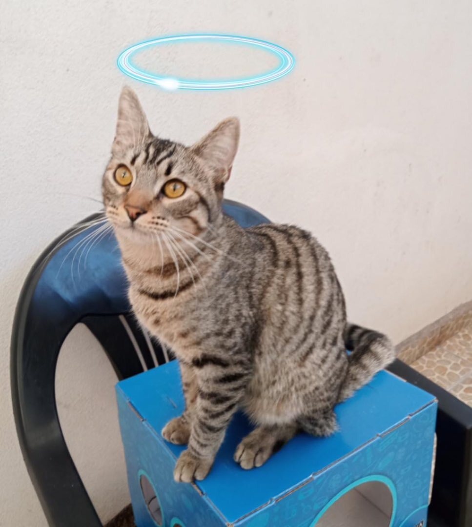 Cat for adoption - Rayito, a Domestic Short Hair Mix in Brooklyn, CT ...