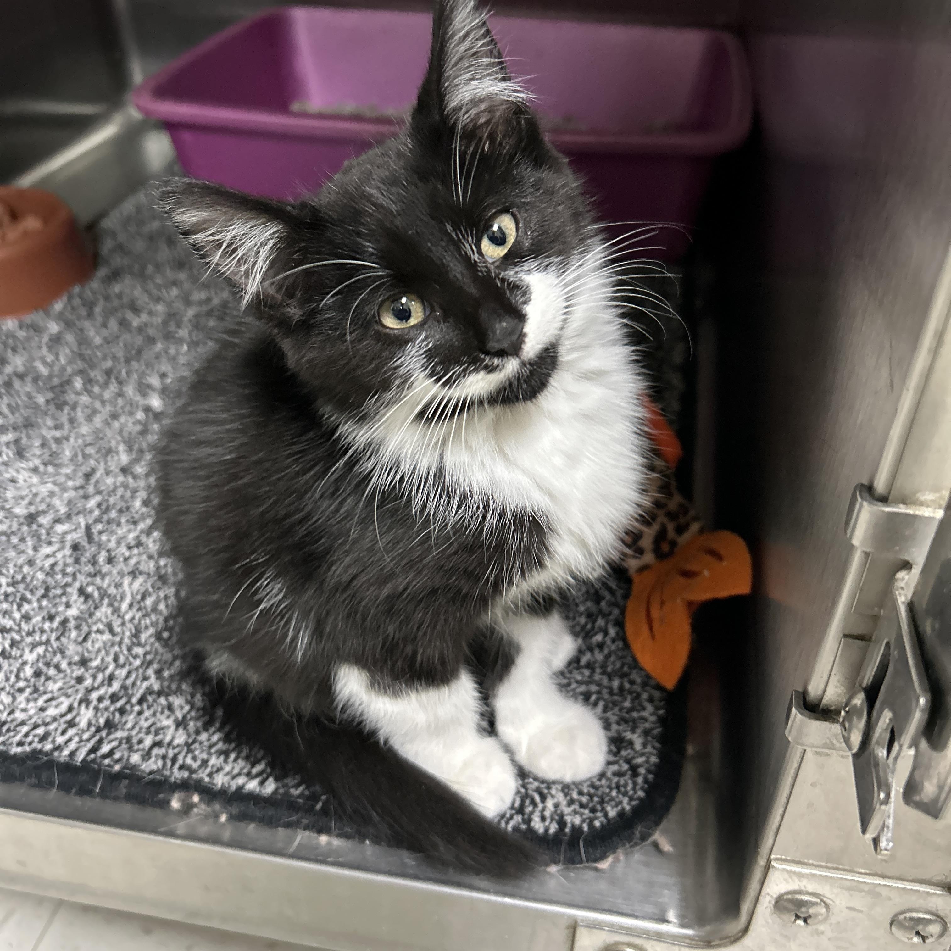 Cat for adoption - Bourbon, a Tuxedo in La Grange Park, IL | Petfinder