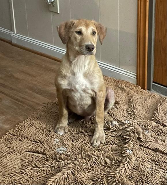 Dog for adoption - Teddy, a Labrador Retriever & English Foxhound Mix ...