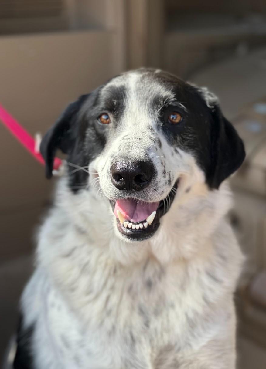 Dog for adoption - Spot, a Border Collie Mix in Vancouver, WA | Petfinder