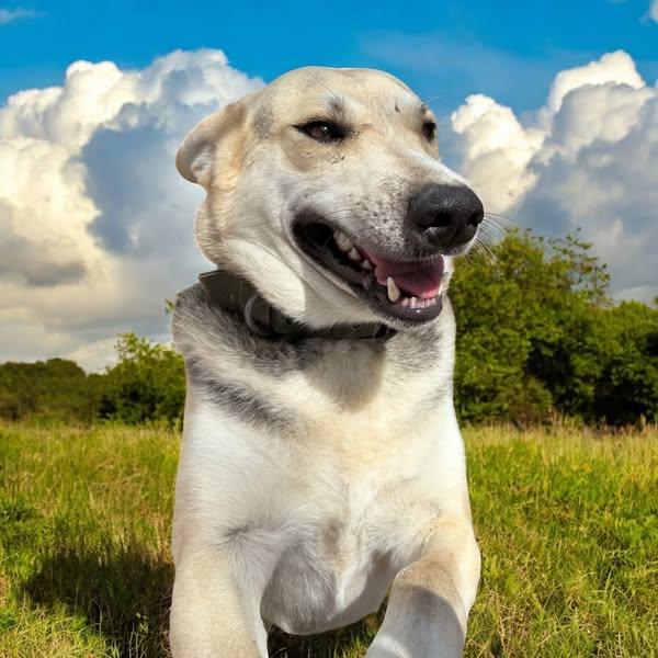 Dog for adoption - Perla, a German Shepherd Dog & Husky Mix in ...