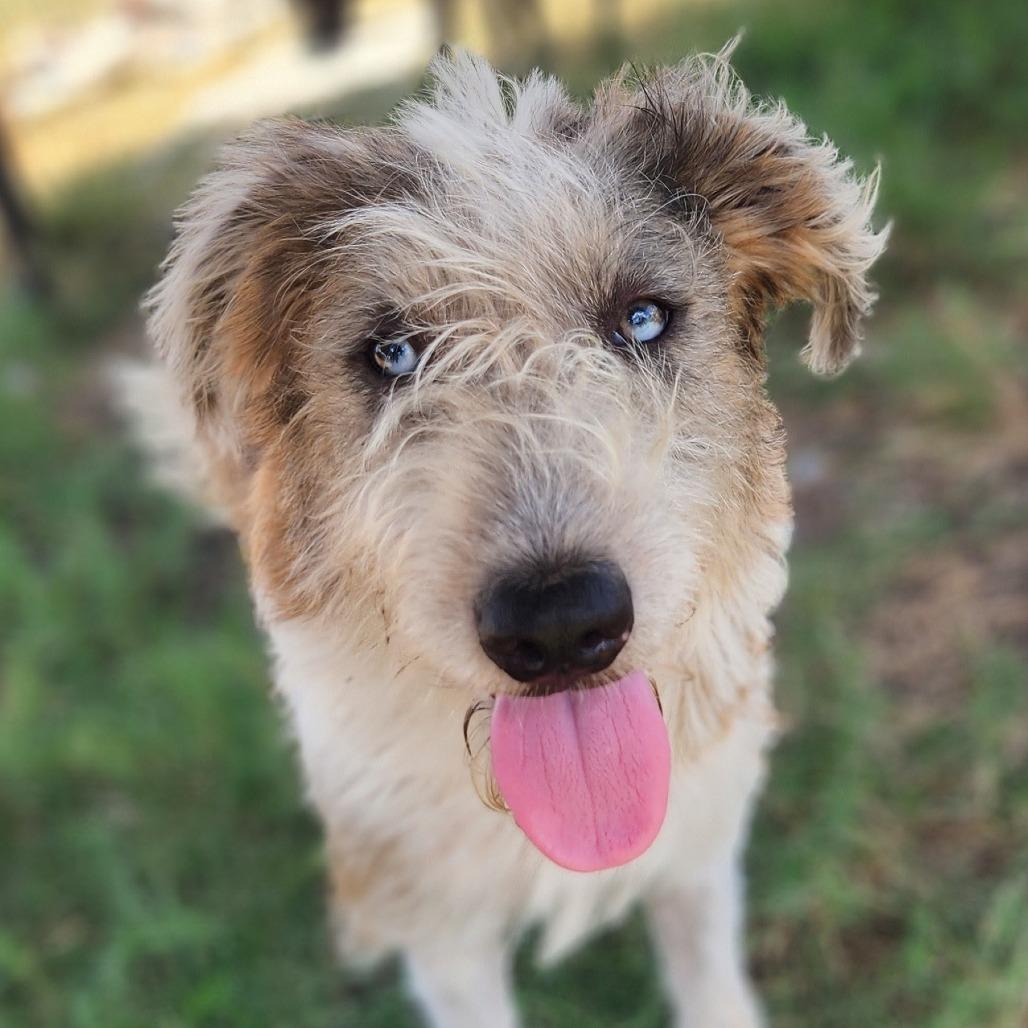 Dog for adoption - Libby FJ, a Sheep Dog & Poodle Mix in Hartford, CT ...