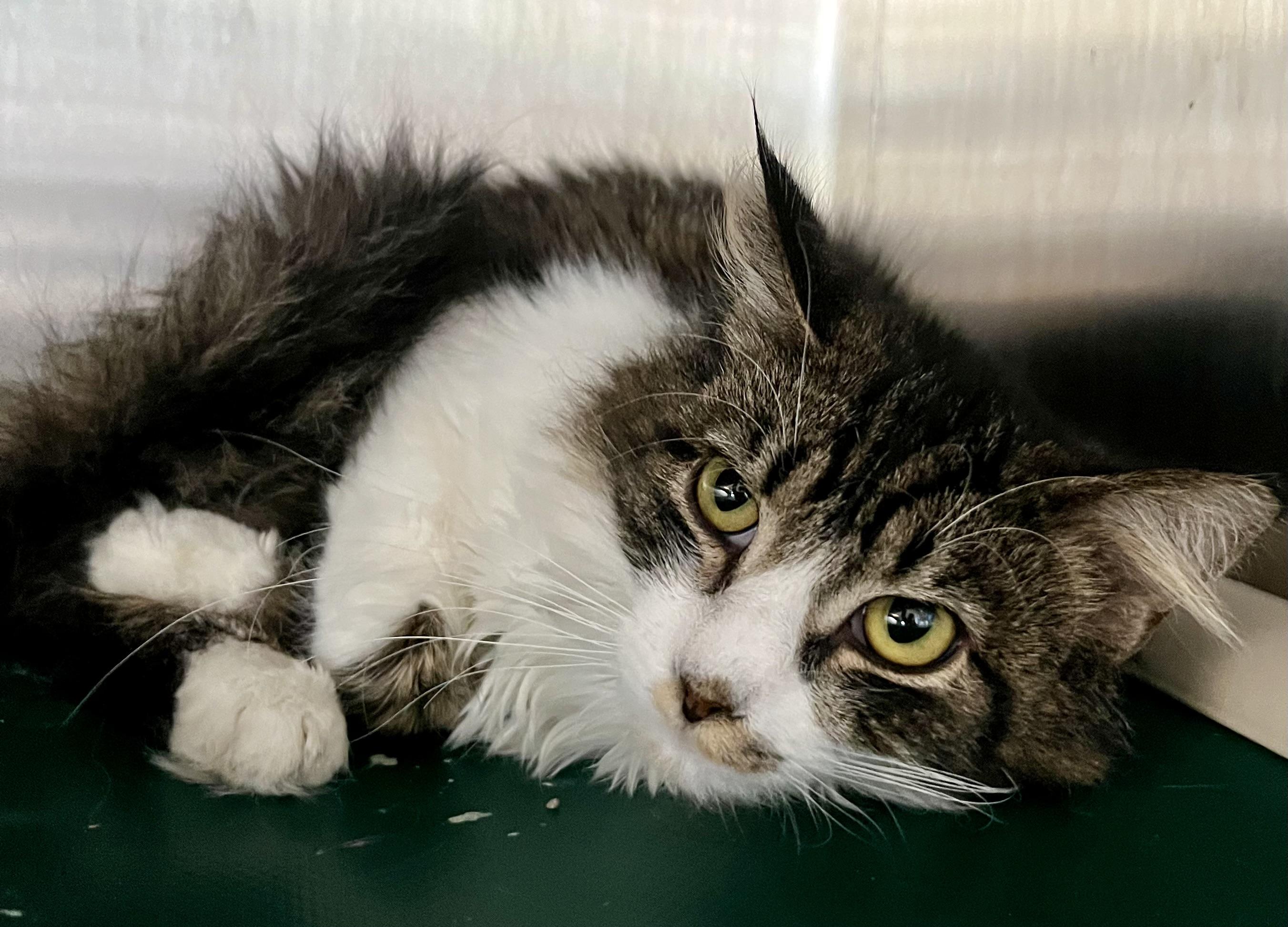 Cat for adoption - Candy Land, a Domestic Medium Hair in Seville, OH ...