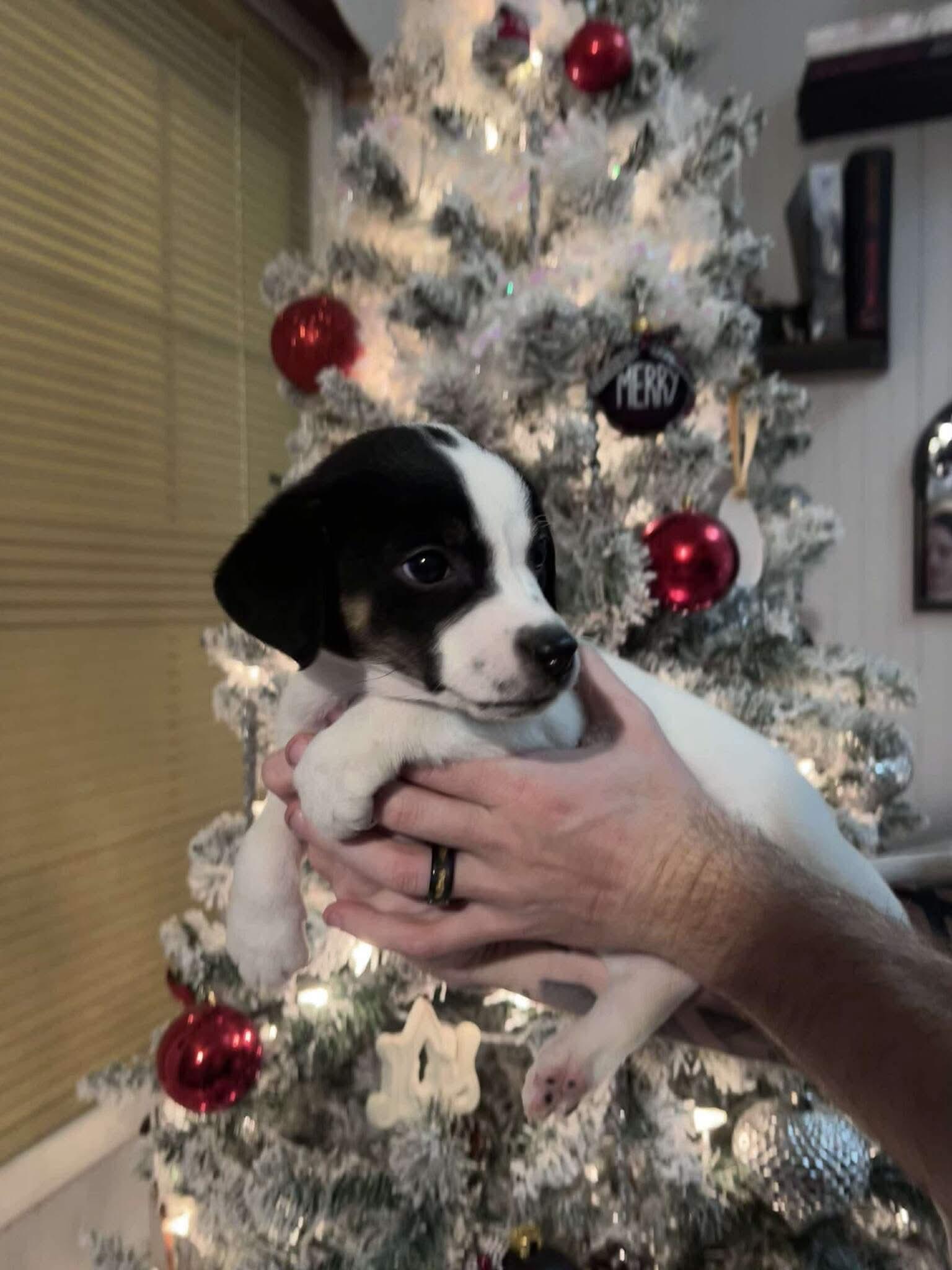 Brie (Bryana-fostered in TN) - Adoptable Pet | Petfinder | Petfinder