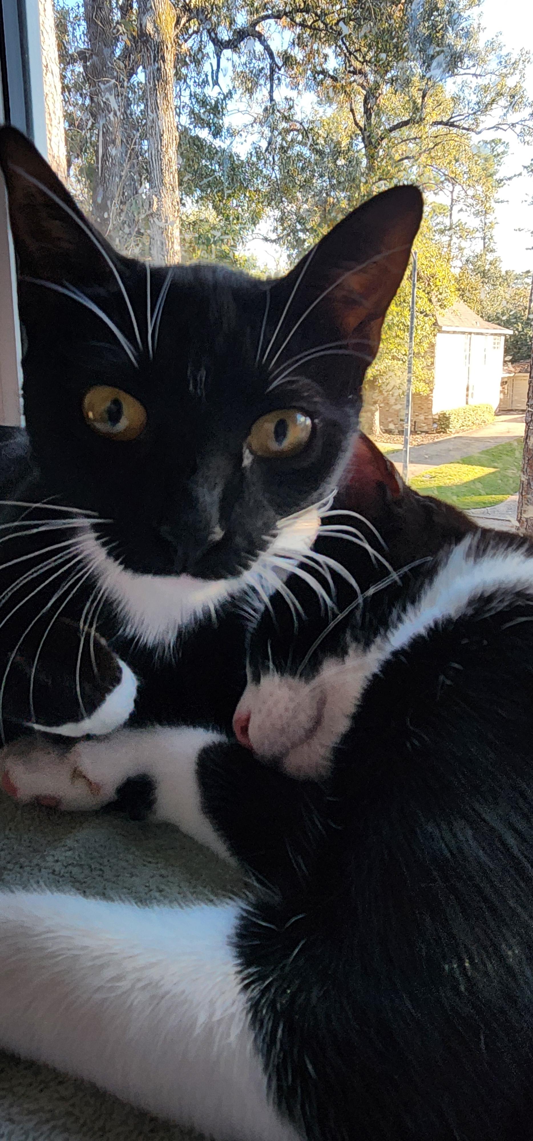 Cat for adoption - Roman (Stephanie’s Litter), a Tuxedo Mix in Conroe ...