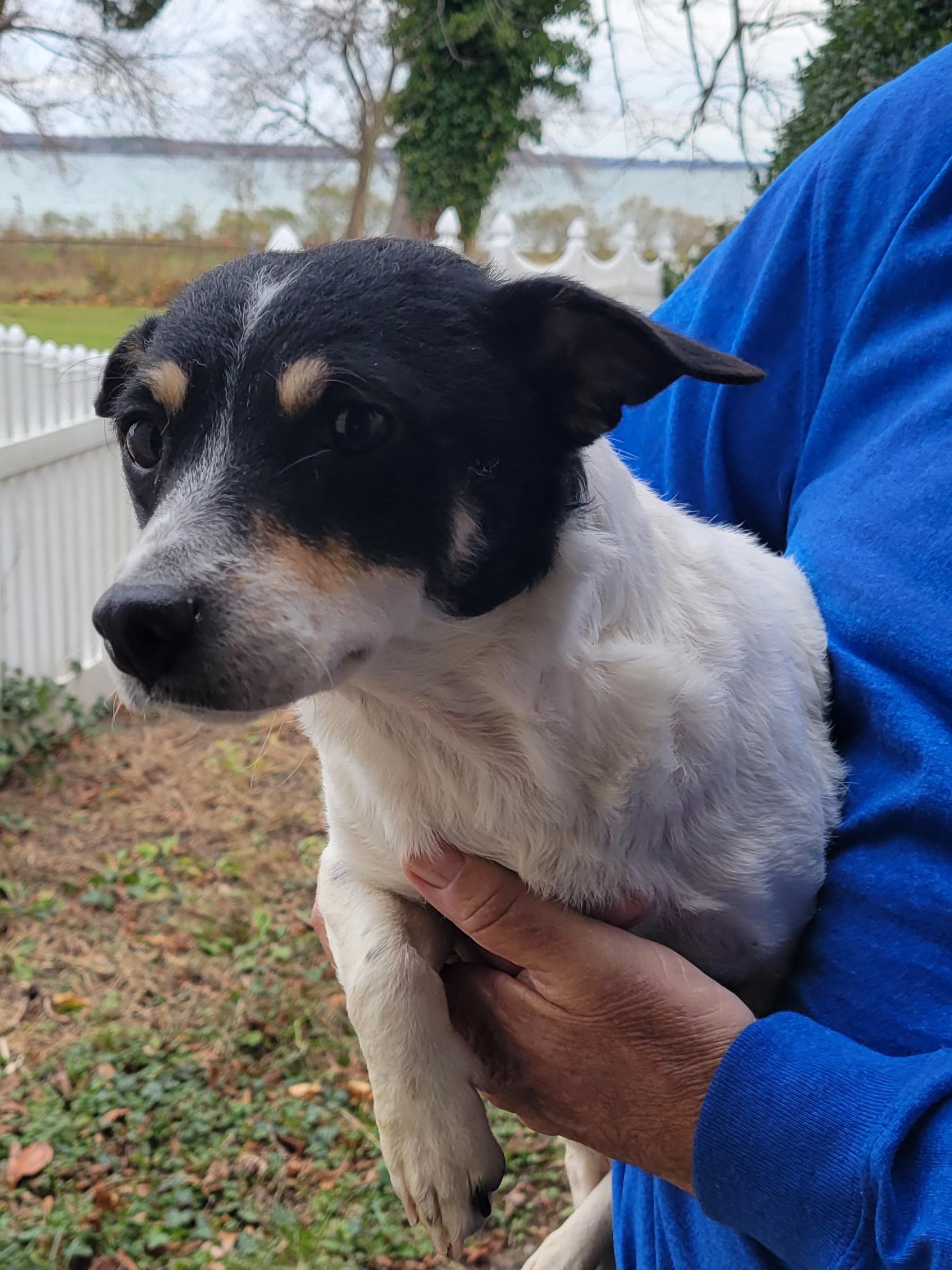 Dog for adoption - Ruby, a Jack Russell Terrier Mix in Cambridge, MD ...