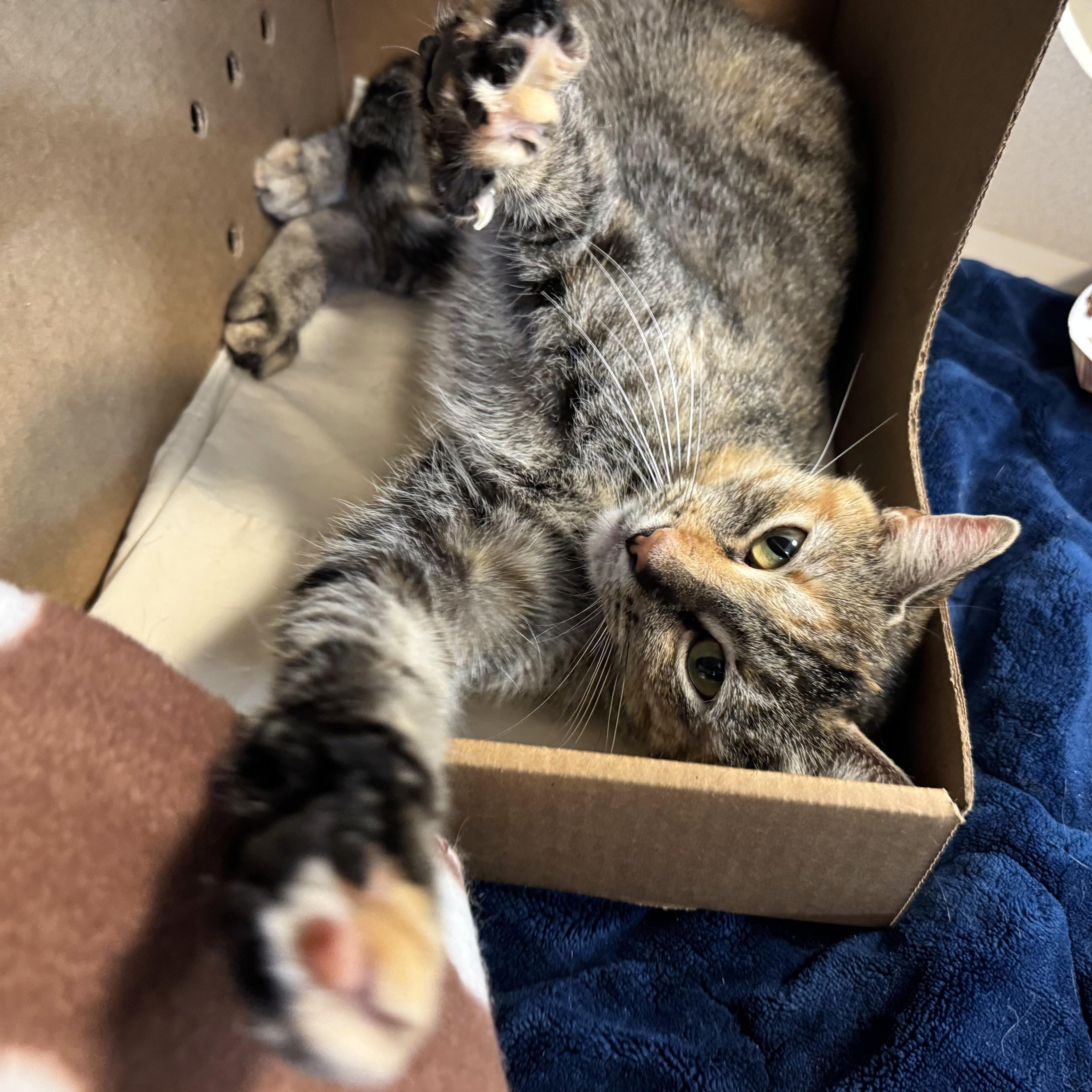 Cat for adoption - Peppermint, a Domestic Short Hair in Eatontown, NJ | Petfinder