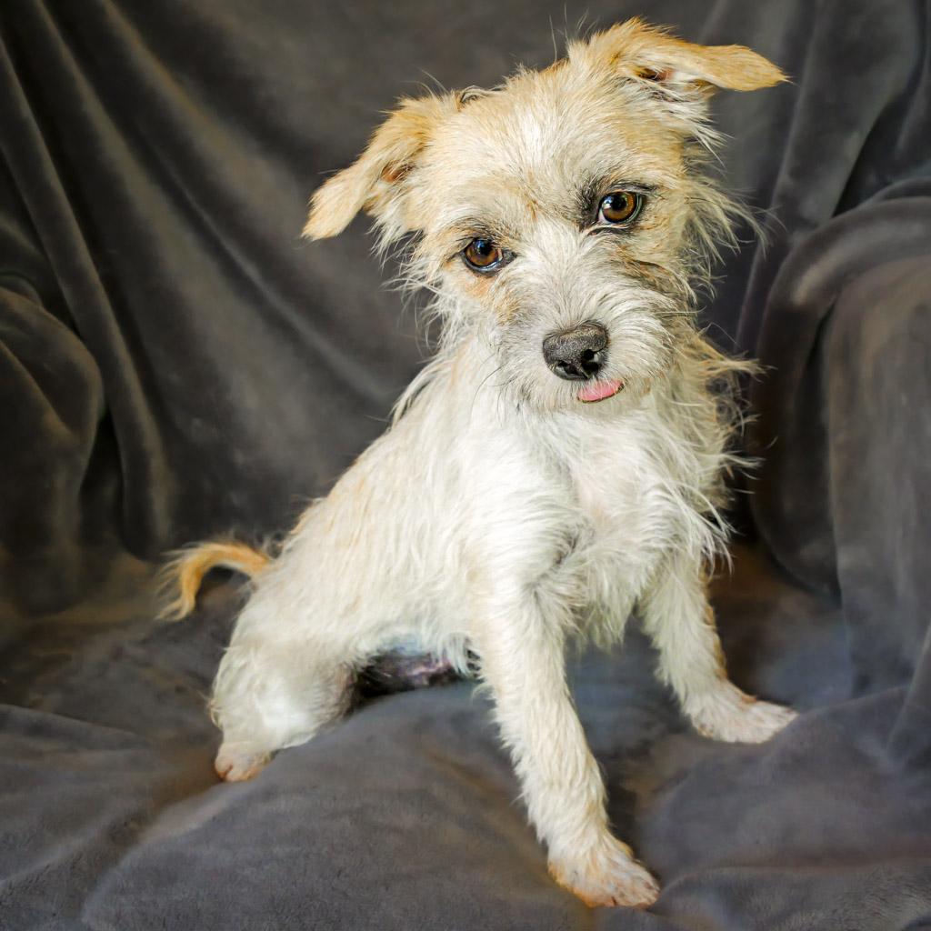 Dog for adoption - Yummy Lil Ms Yoshi ~ Tiny Yorkie Poo, a Yorkie Poo ...