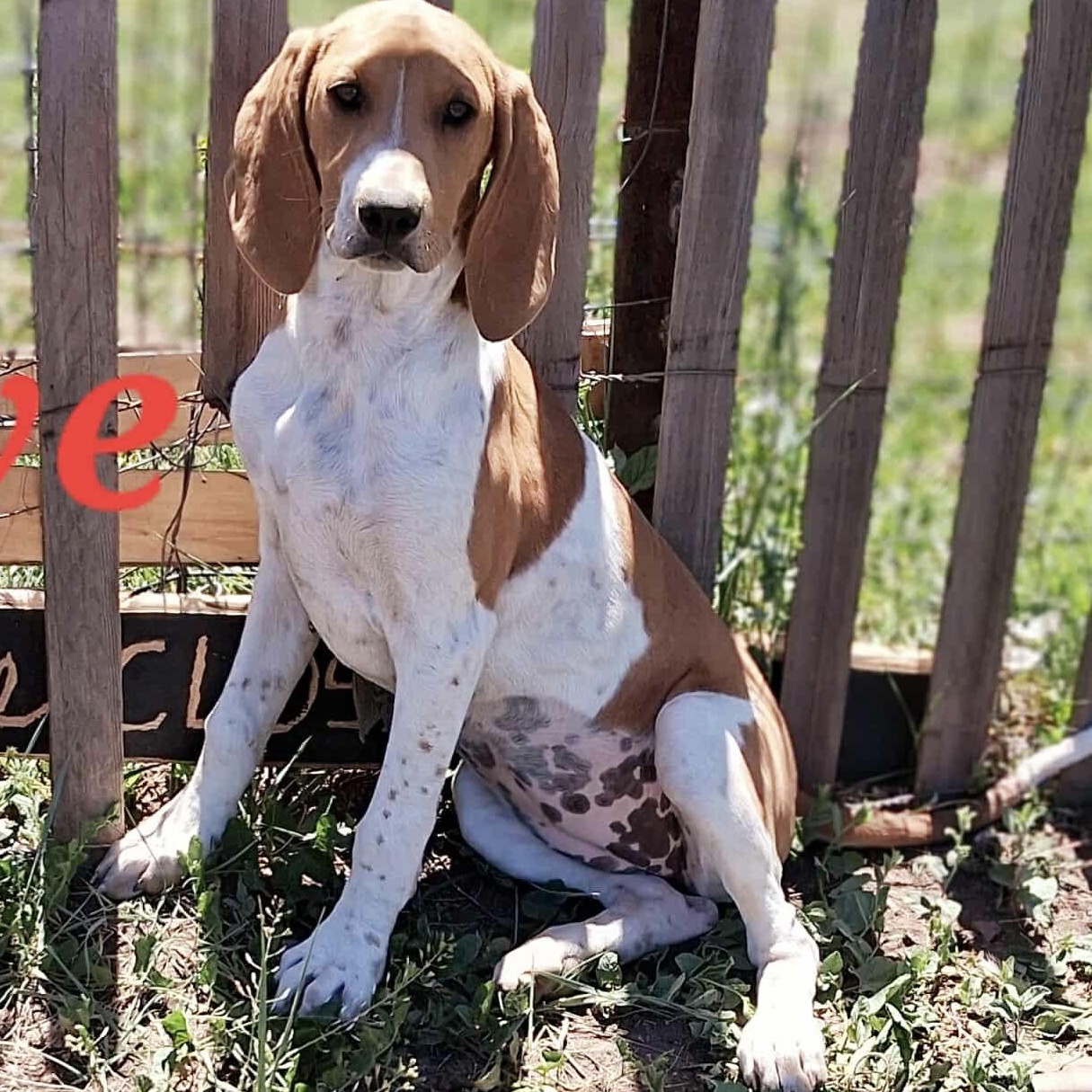 Dog for adoption - Love, a Treeing Walker Coonhound & Plott Hound Mix ...