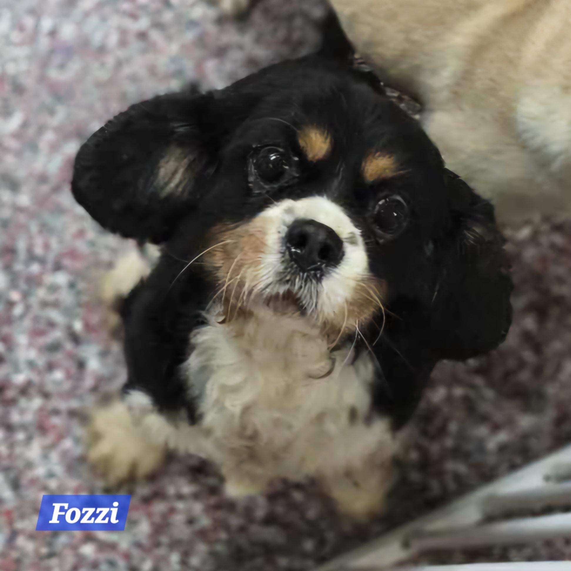 Dog for adoption - Fozzy, a Cavalier King Charles Spaniel in Wheelersburg, OH | Petfinder