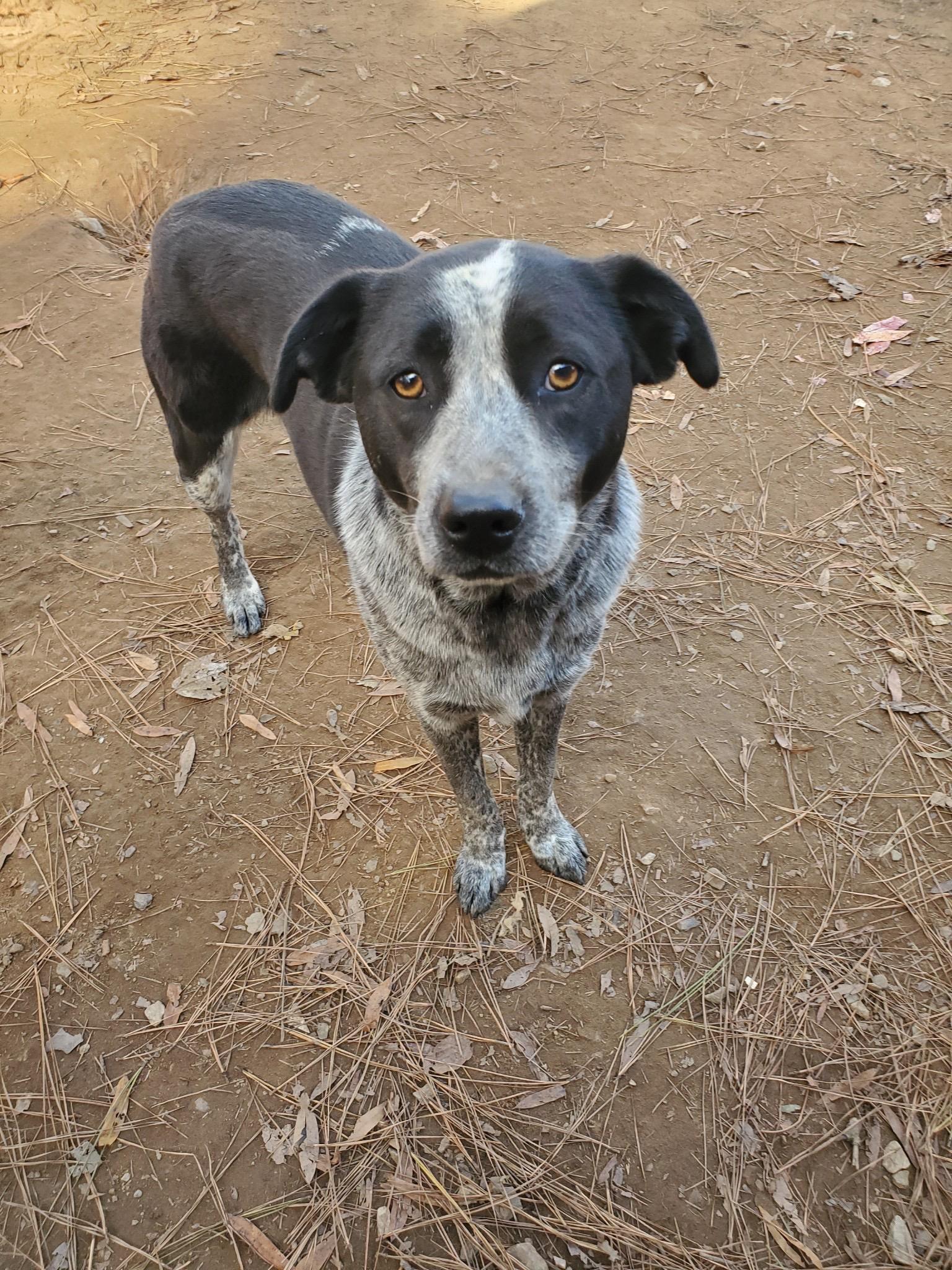Dog for adoption - Kylo, an Australian Cattle Dog / Blue Heeler & Hound ...