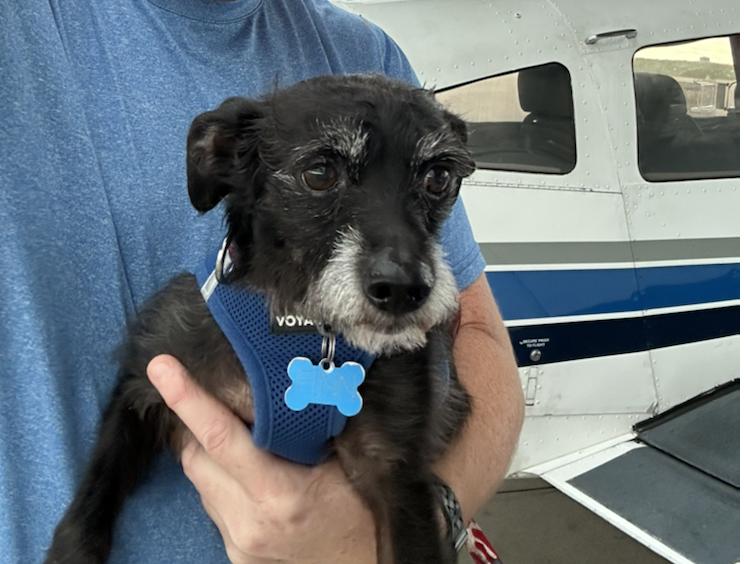 Dog for adoption - Finn, a Miniature Schnauzer & Chihuahua Mix in ...