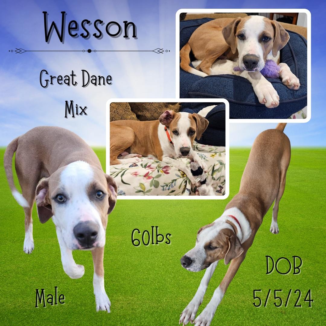 Dog for adoption - Wesson, a Great Dane Mix in Madison, CT | Petfinder