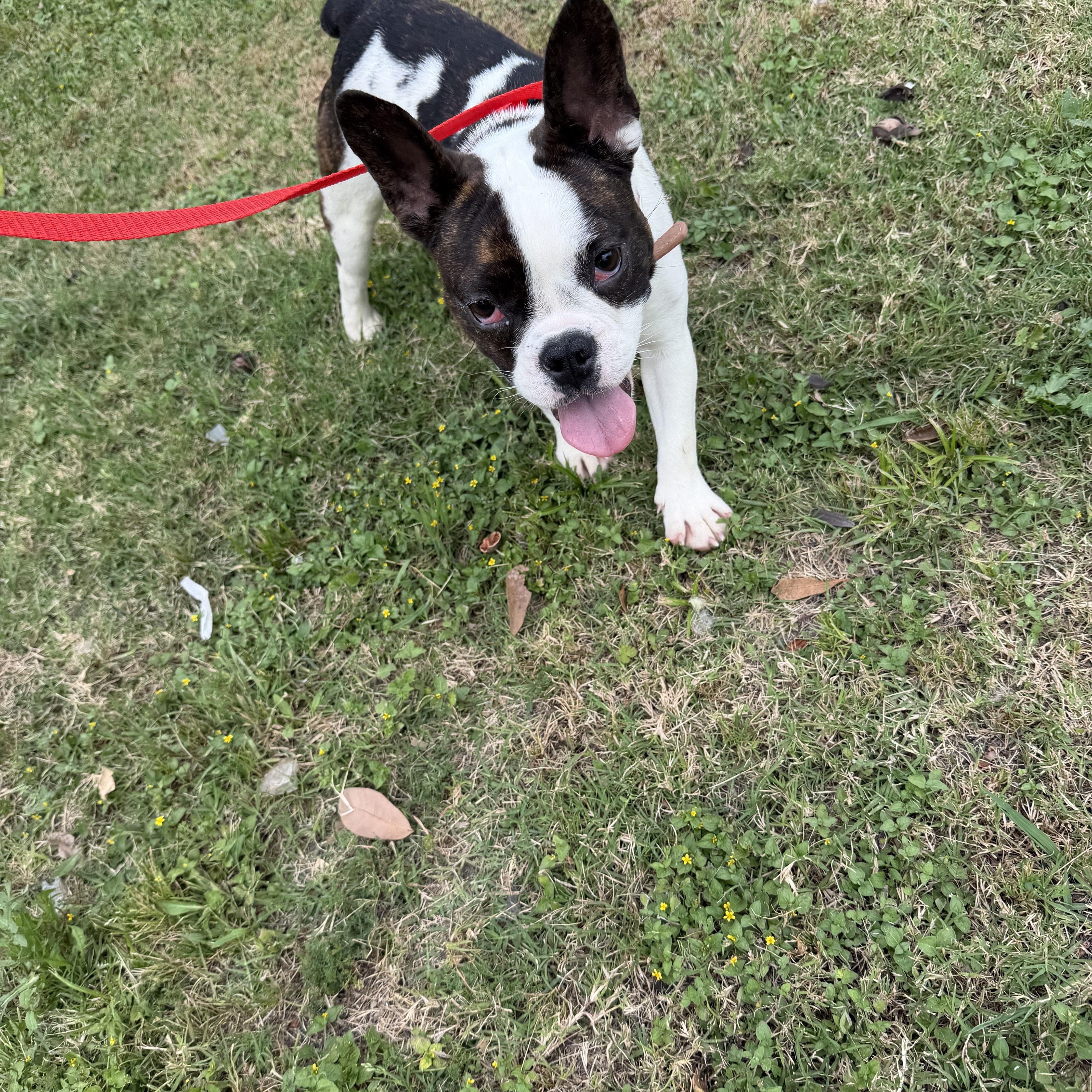 Chanel - Adoptable Pet | Petfinder | Petfinder