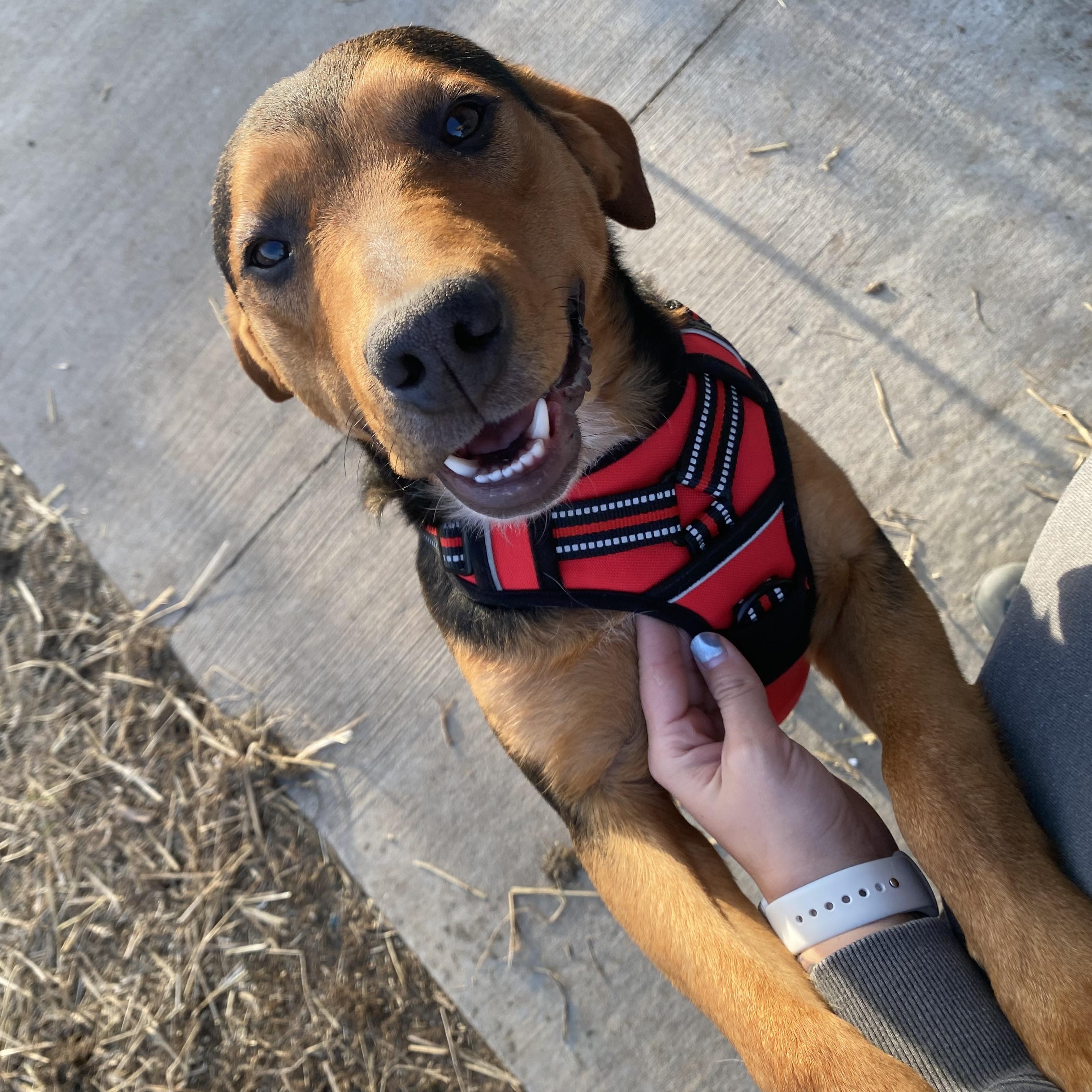 Dog for adoption - Cupid, a Mixed Breed in Atchison, KS | Petfinder