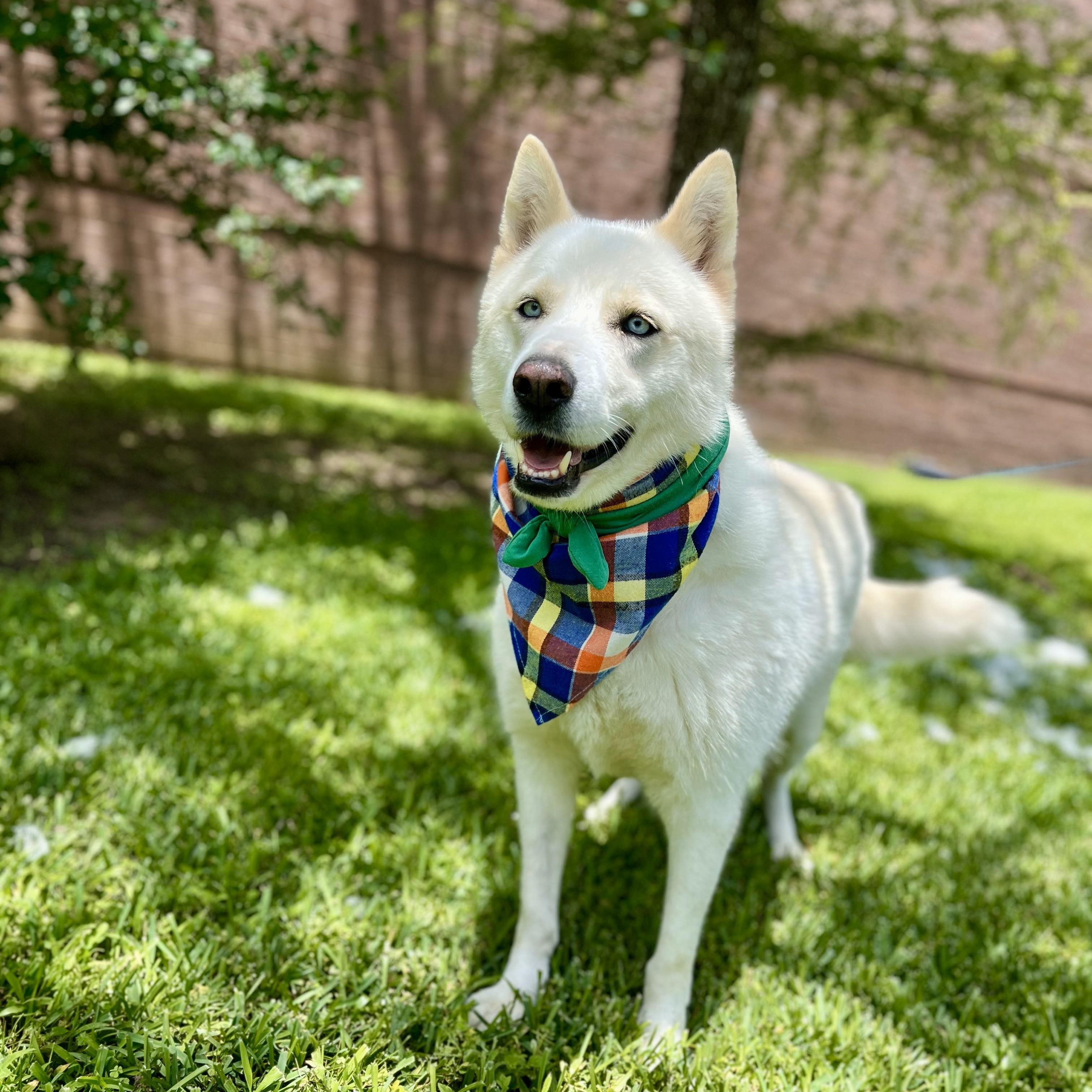 Dog for adoption - Yeti, a Siberian Husky Mix in Bensalem , PA | Petfinder