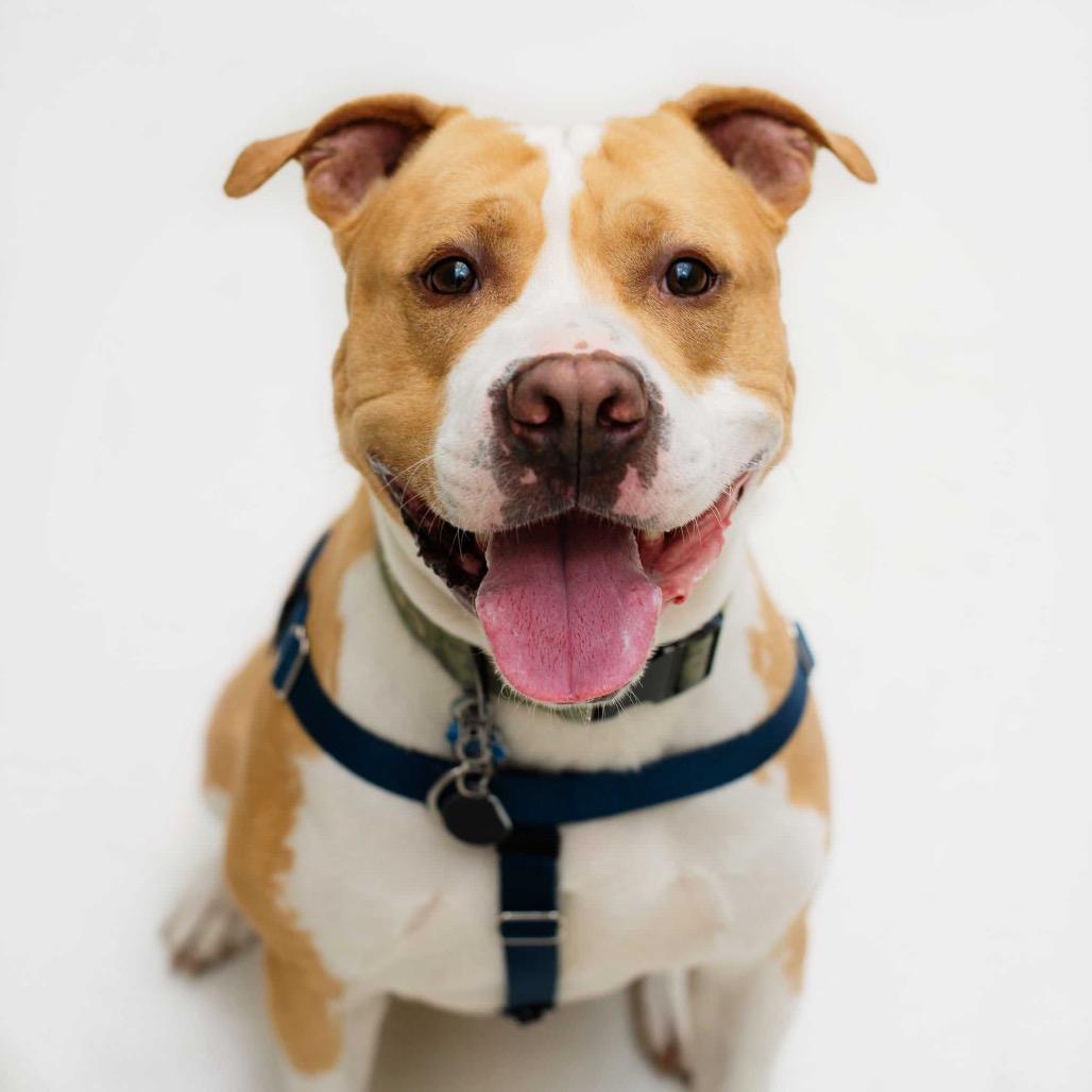 Tyson - Adoptable Pet | Petfinder | Petfinder