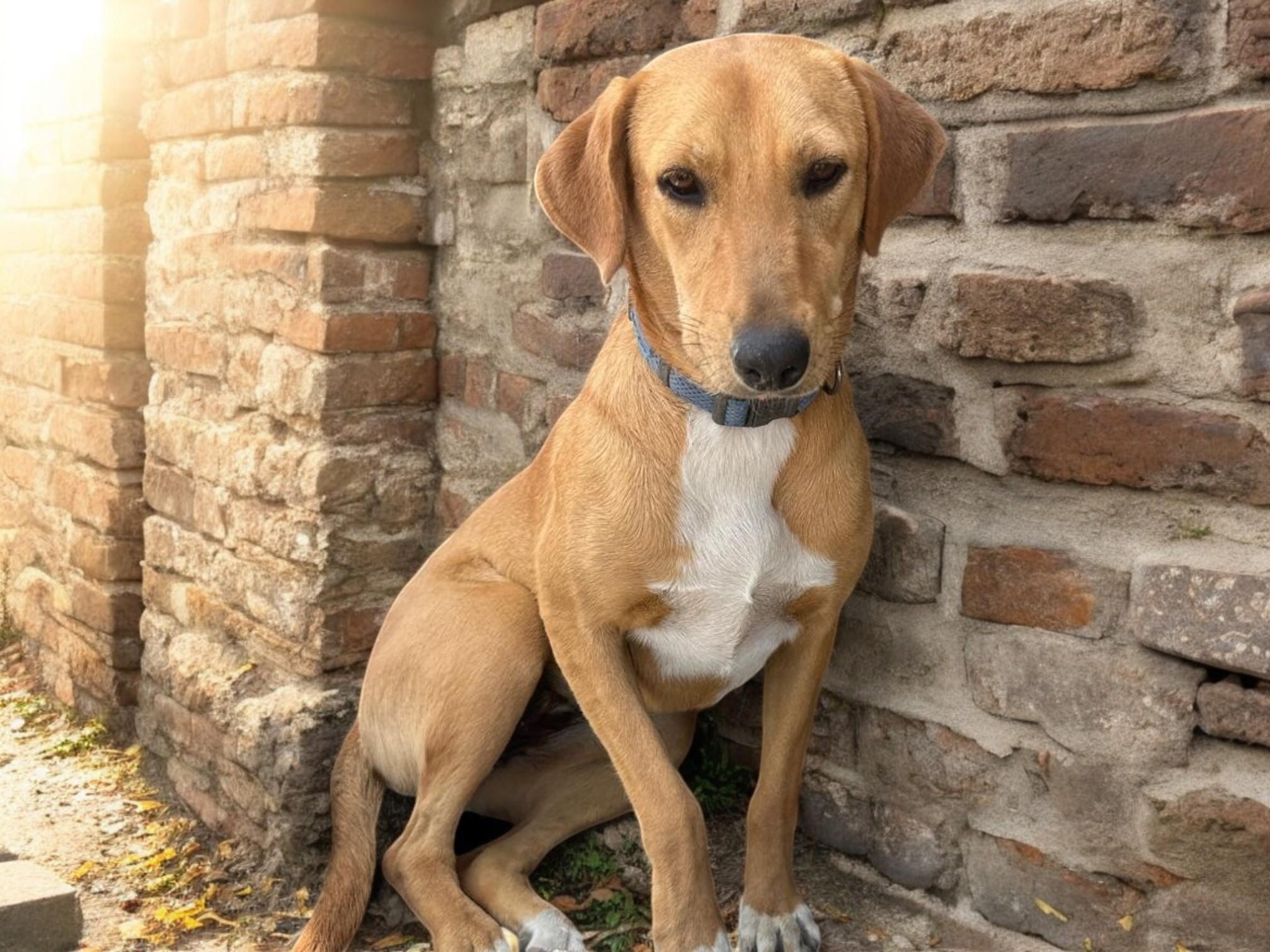 Dog for adoption - Lenni, a Mixed Breed in Kelowna, BC | Petfinder