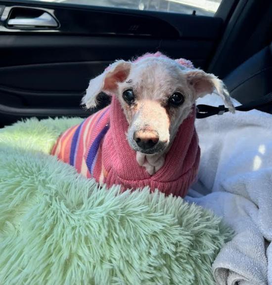 Dog for adoption - Piper adoption pending, a Miniature Poodle in Lock ...