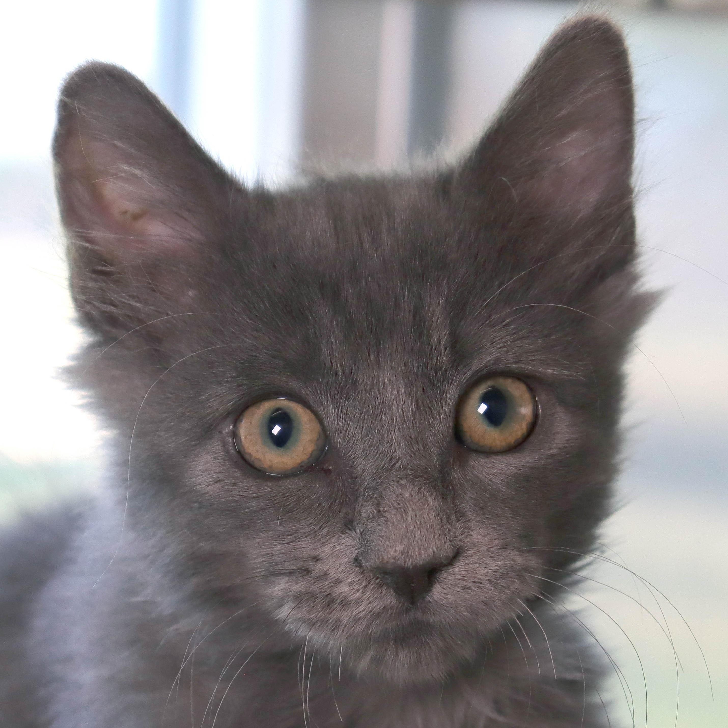 Cat for adoption - Thunder, a Domestic Short Hair in Clovis, CA | Petfinder