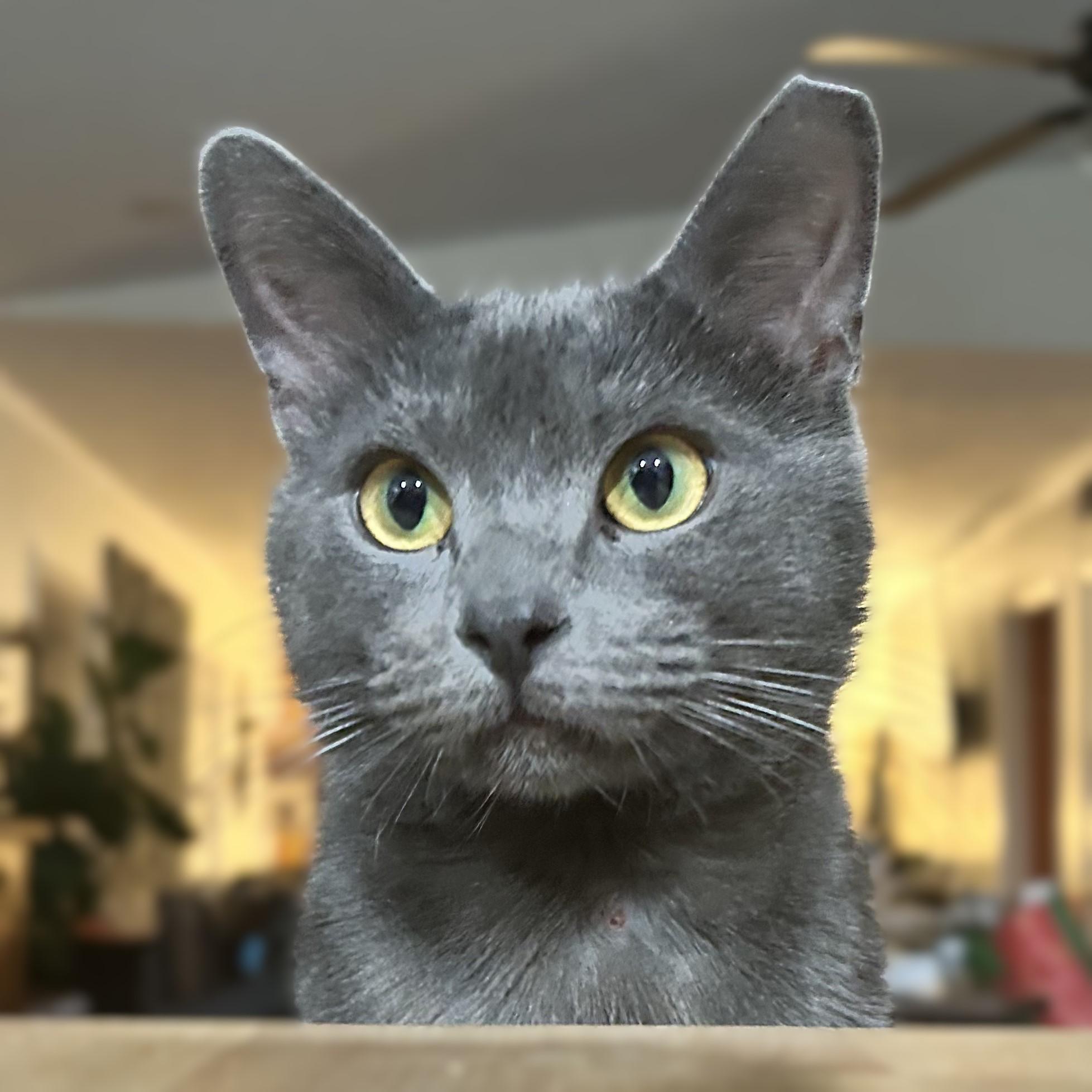Cat for adoption - Prince Igor (Russian Blue Mix), a Russian Blue ...