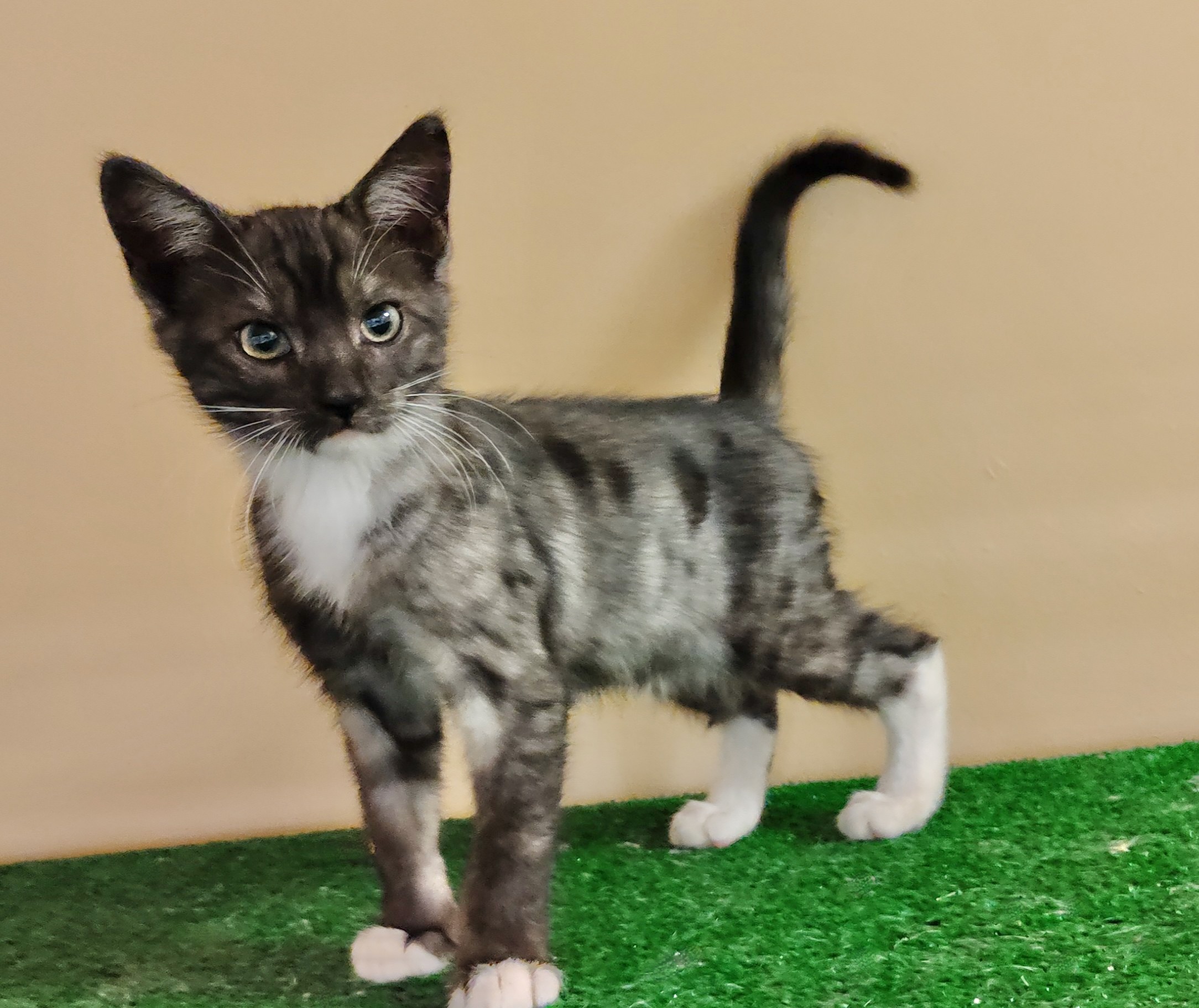 Available Cats and Kittens - Johnston County Animal Protection League ...