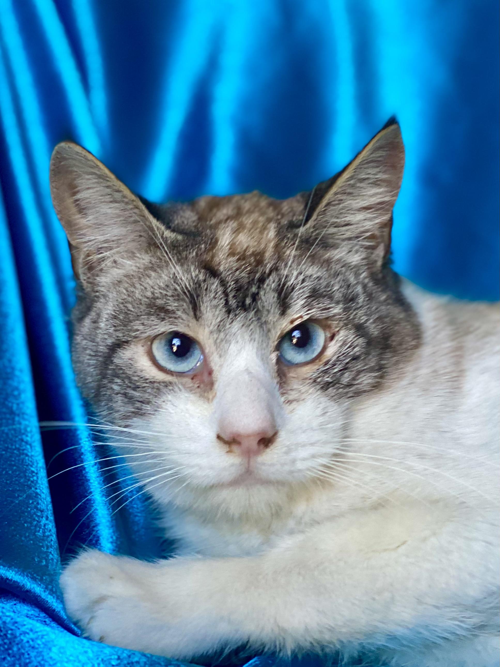 Cat for adoption - OATMEAL COOKIE, a Siamese in Rowland Heights, CA ...