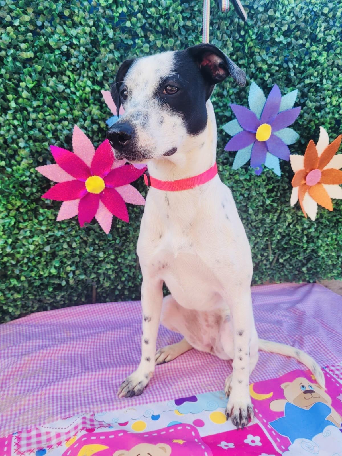 Dog for adoption - Mara, a Rat Terrier Mix in New Britain, CT | Petfinder